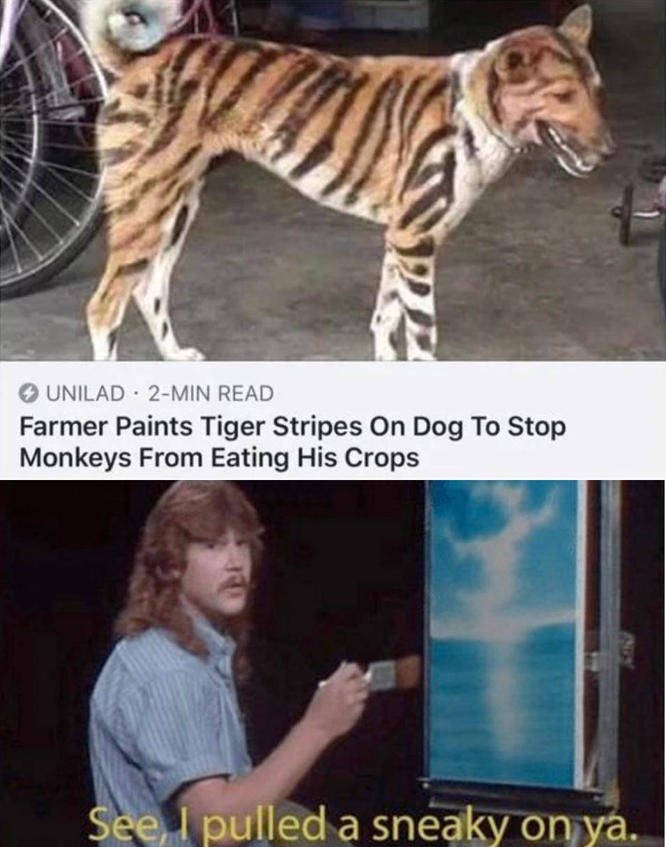 and the monkeys ate the tiger instead | Scrolller
