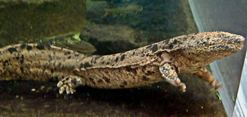 Andrias japonicus. The Japanese giant salamander. | Scrolller