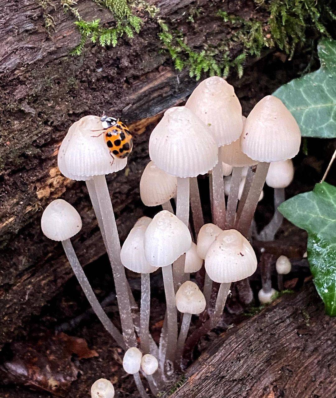 Angelic little bonnet mushrooms - and friend | Scrolller