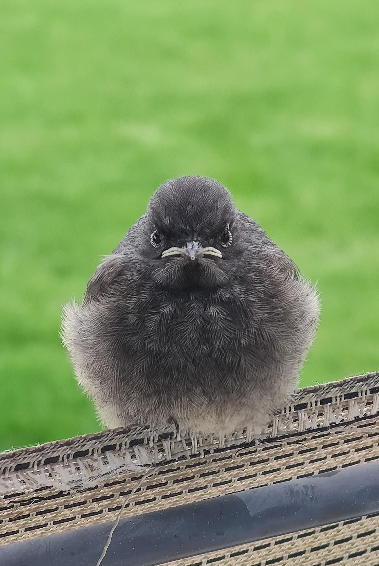 Angry Borb | Scrolller