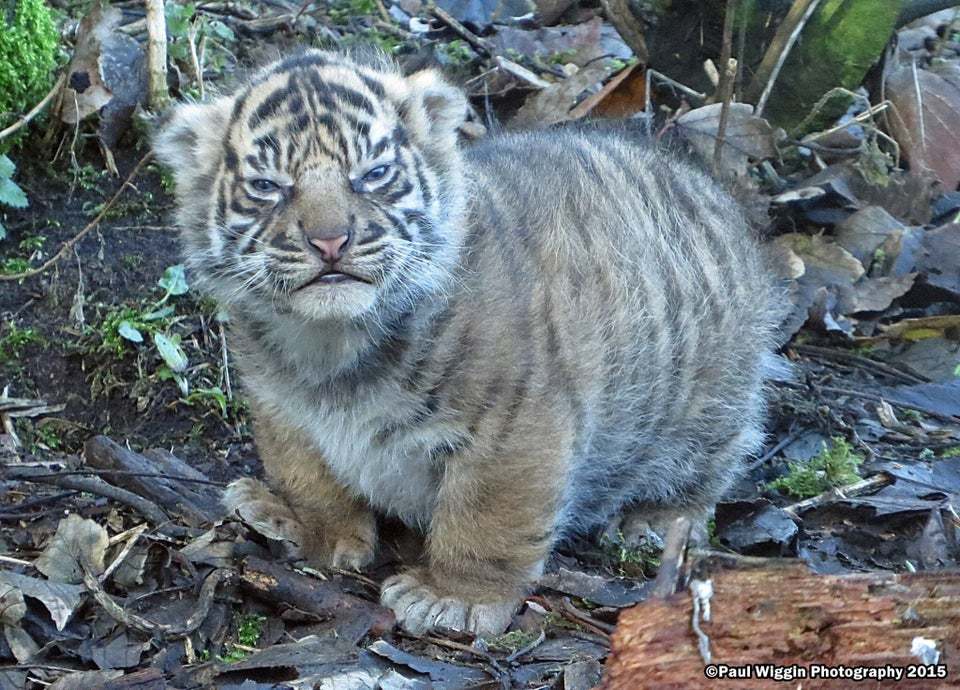Angry tiger cub. | Scrolller