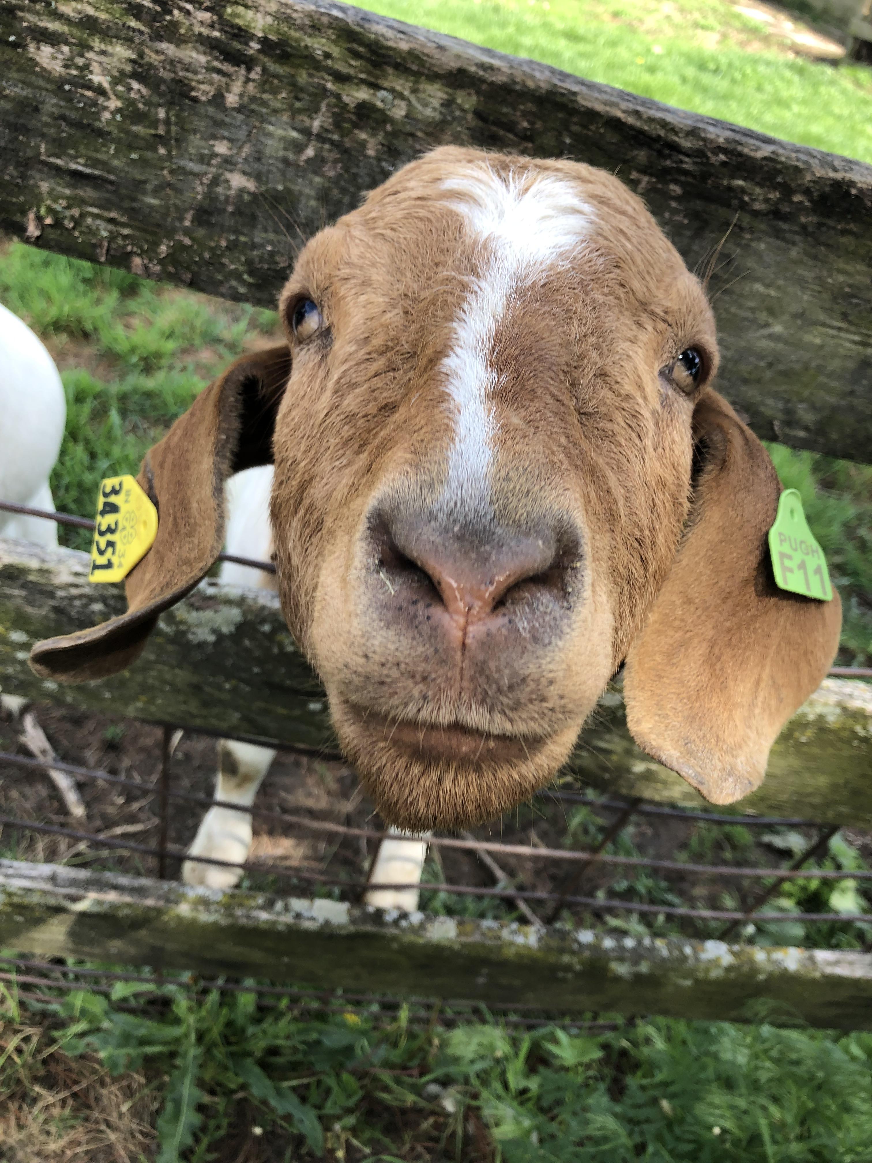 Animal/goat | Scrolller