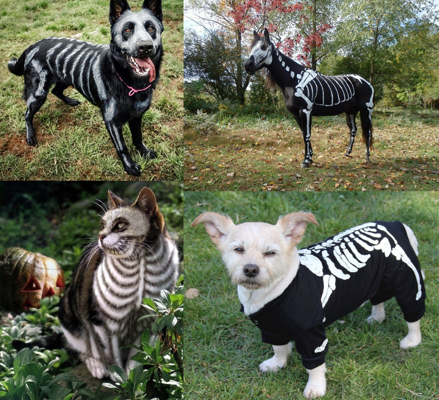 Animals love Punisher too! | Scrolller