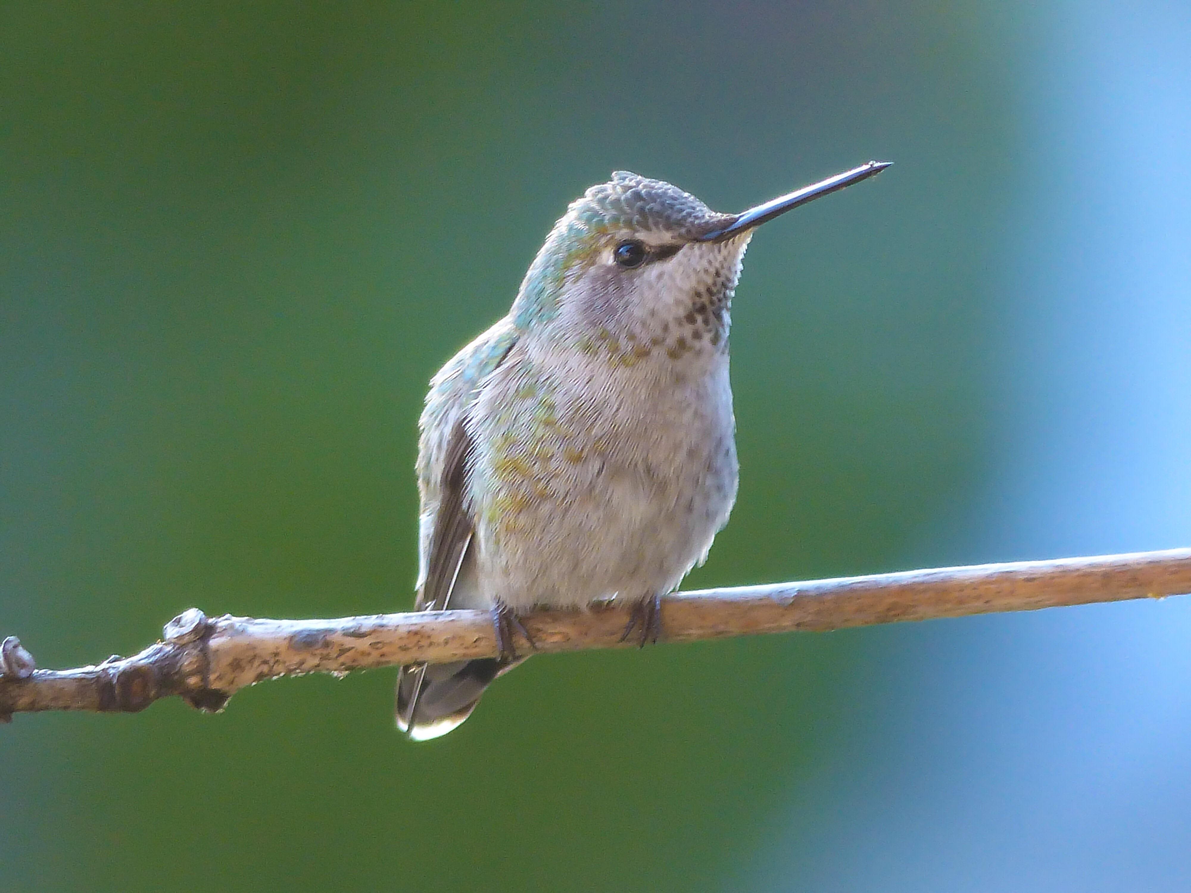 Anna’s Hummingbird Female | Scrolller