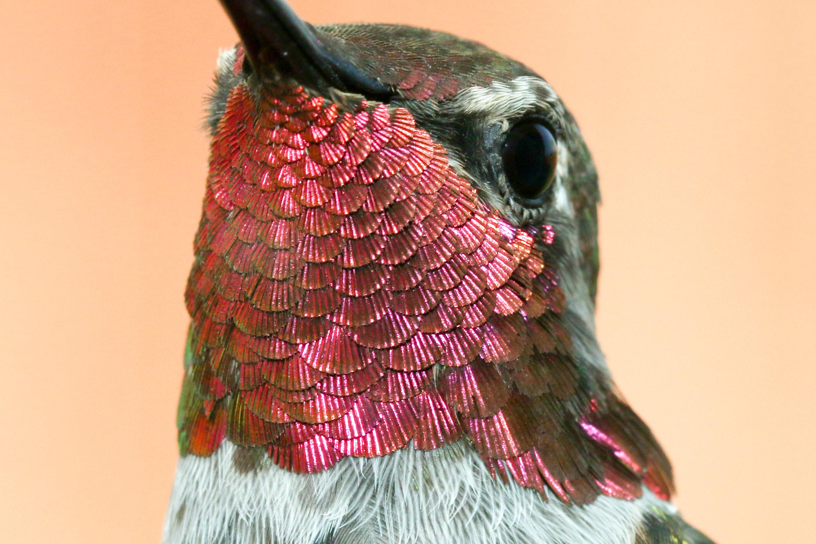 Anna's Hummingbird Gorget Details [OC][2797x1865] | Scrolller