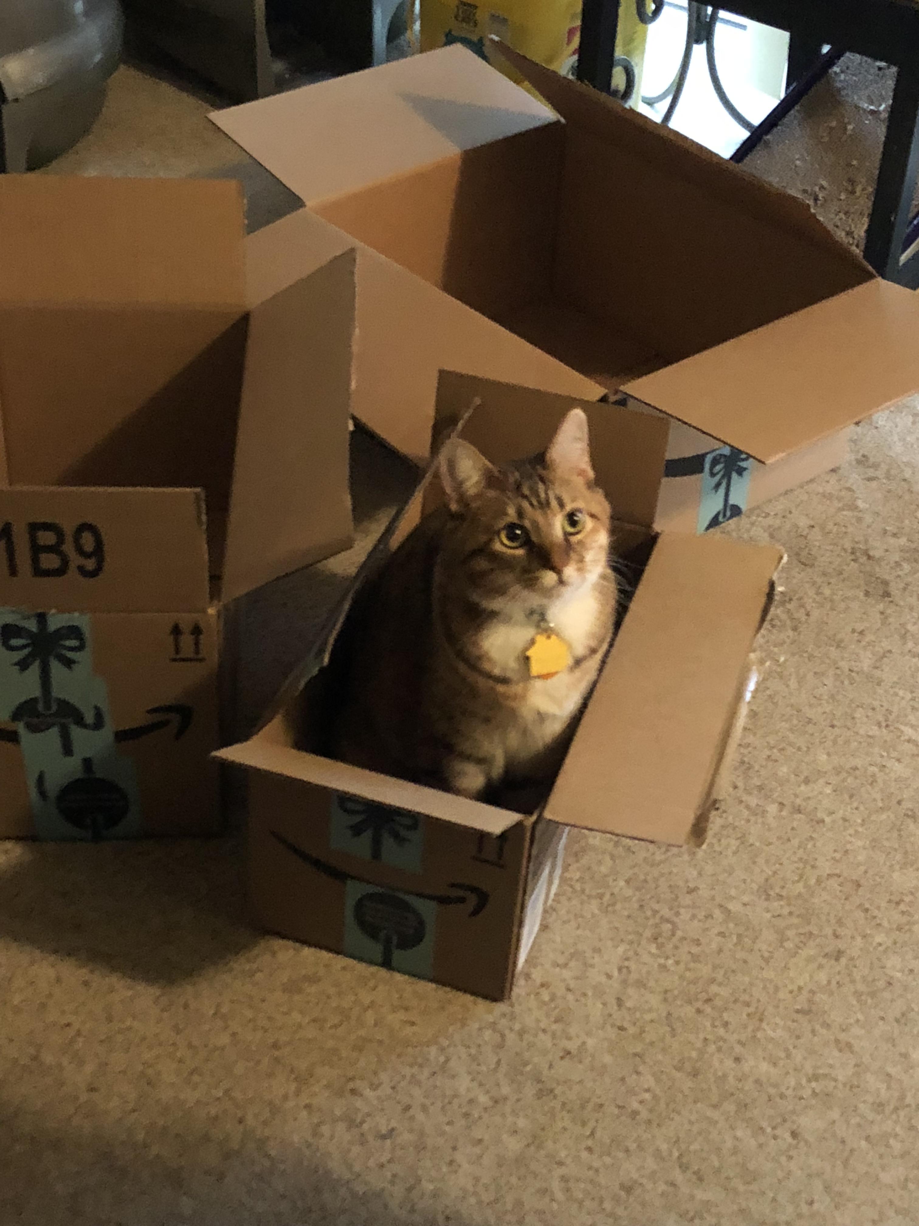 Another amazon delivery 📦 | Scrolller