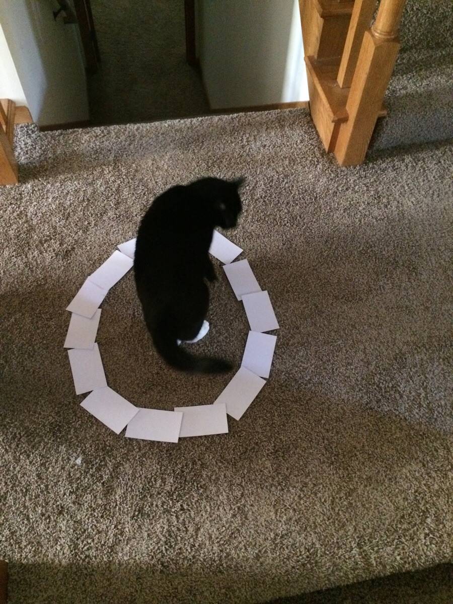 Another CatCircle reported by /u/bubbalubdub | Scrolller