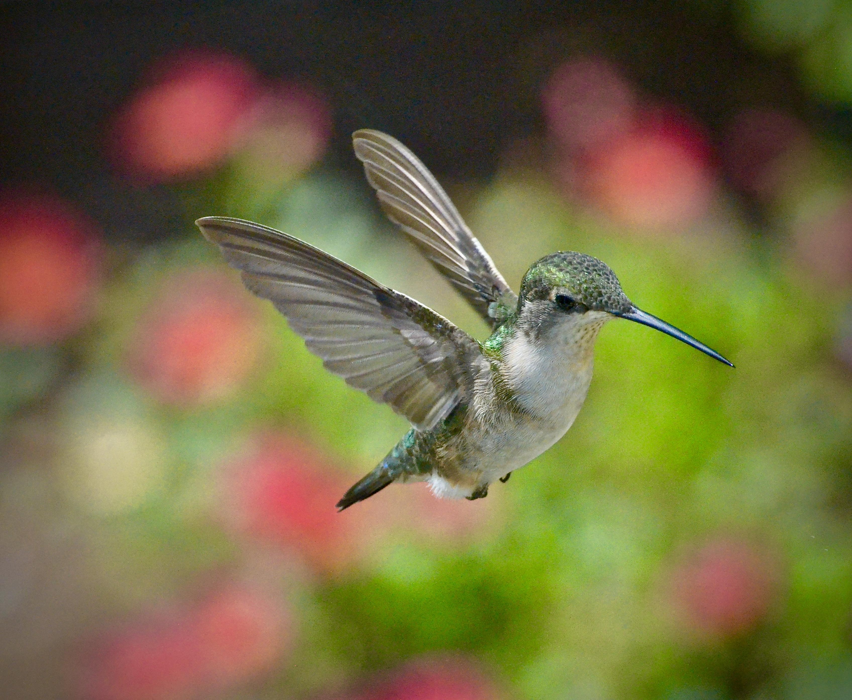 Another hummingbird. | Scrolller
