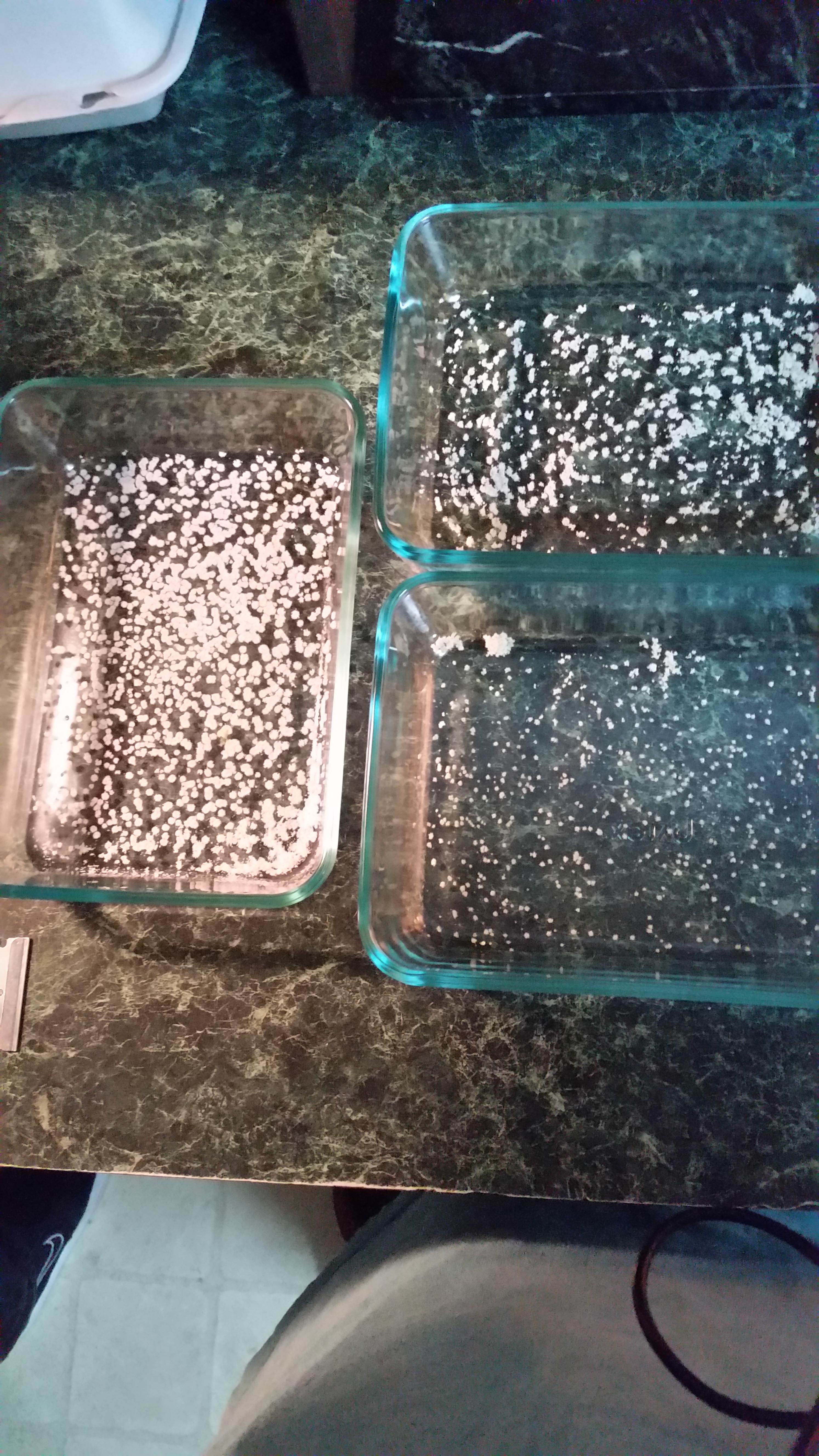 Another pull, another white batch | Scrolller