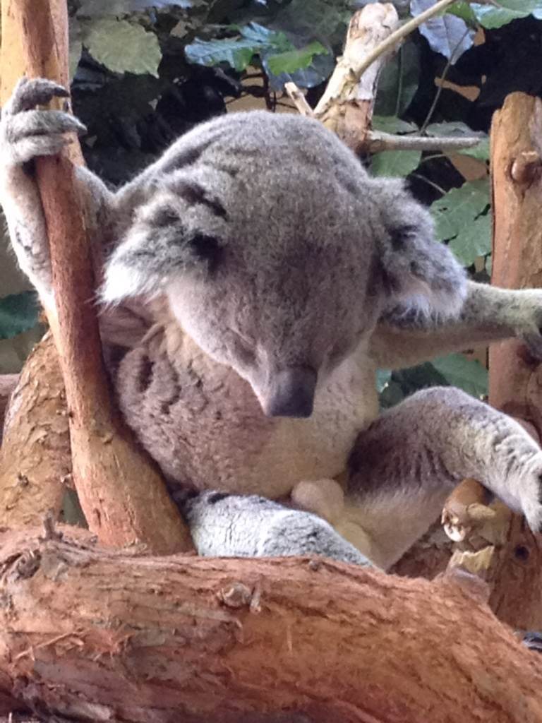 Another sleepy guy | Scrolller