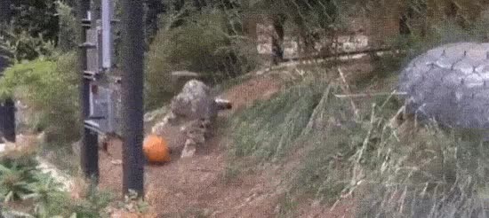 Another Snow Leopard With a Ball | Scrolller