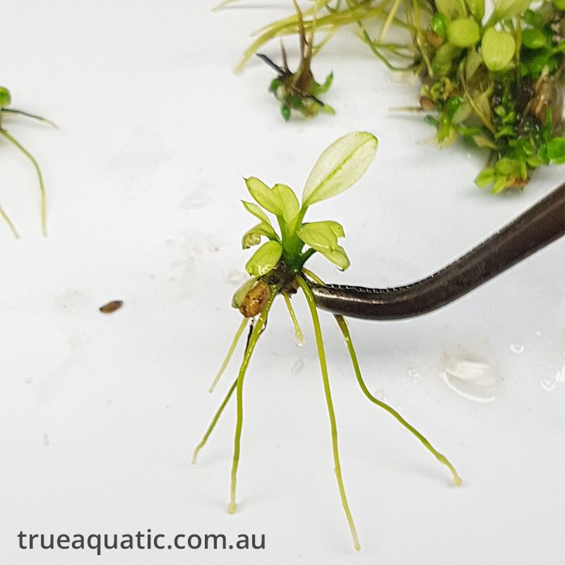 Anubias 'Pinto' - Tissue culture that I'm working on in Australia | Scrolller