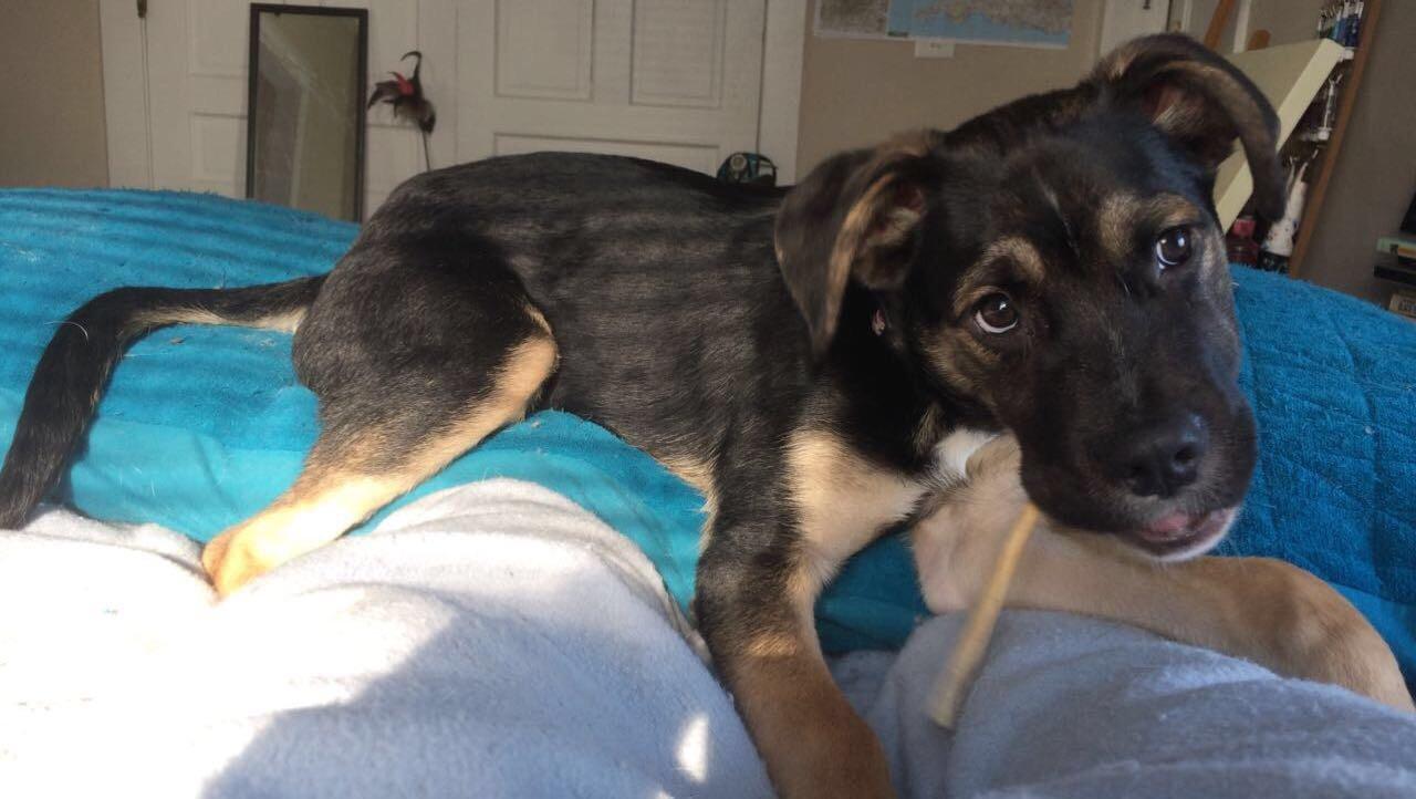 Any help identifying the breed of my new pup Arlo? 22 lbs at 16 weeks | Scrolller