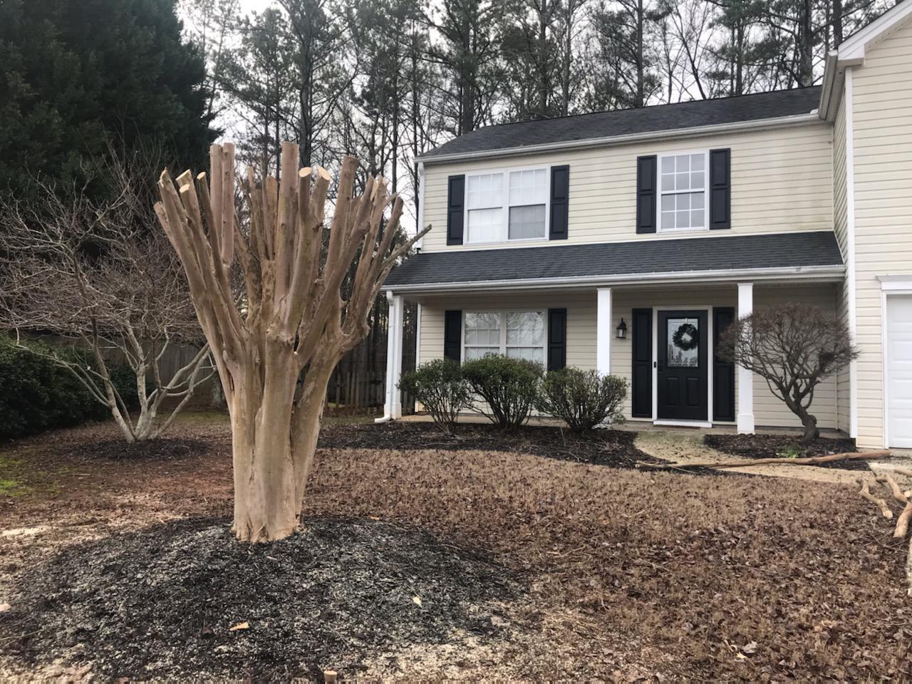 Any hope for my crepe murdered tree? | Scrolller