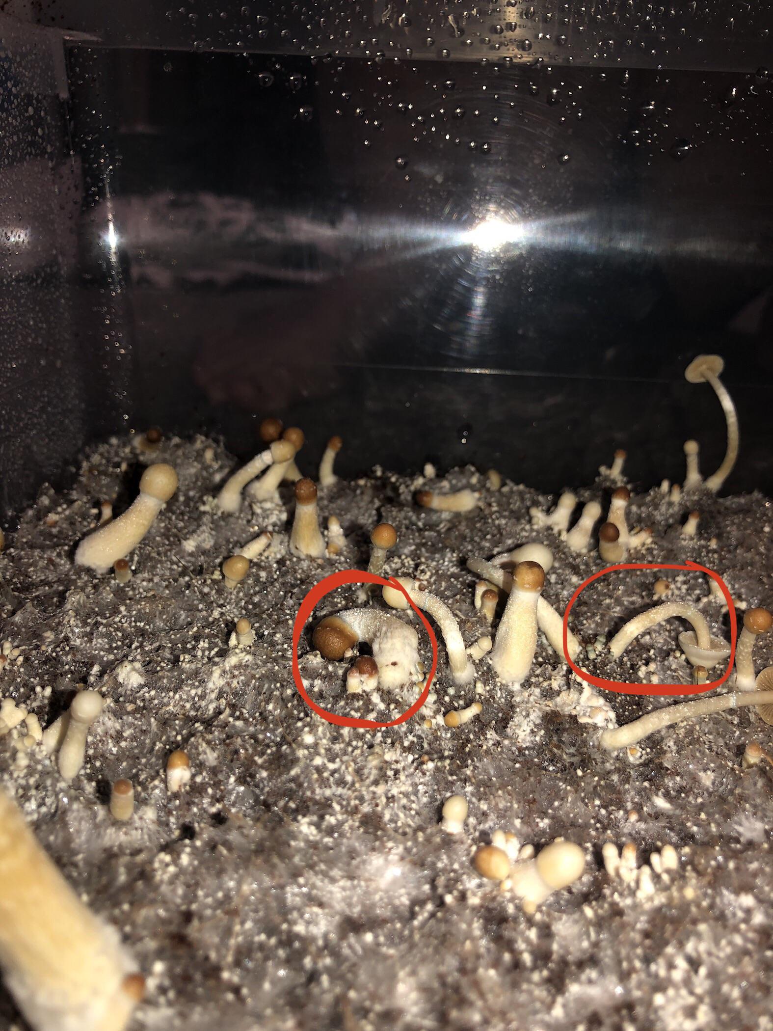 Any idea what causes these floppies? I have a lot popping up like this suddenly, but I haven’t ...