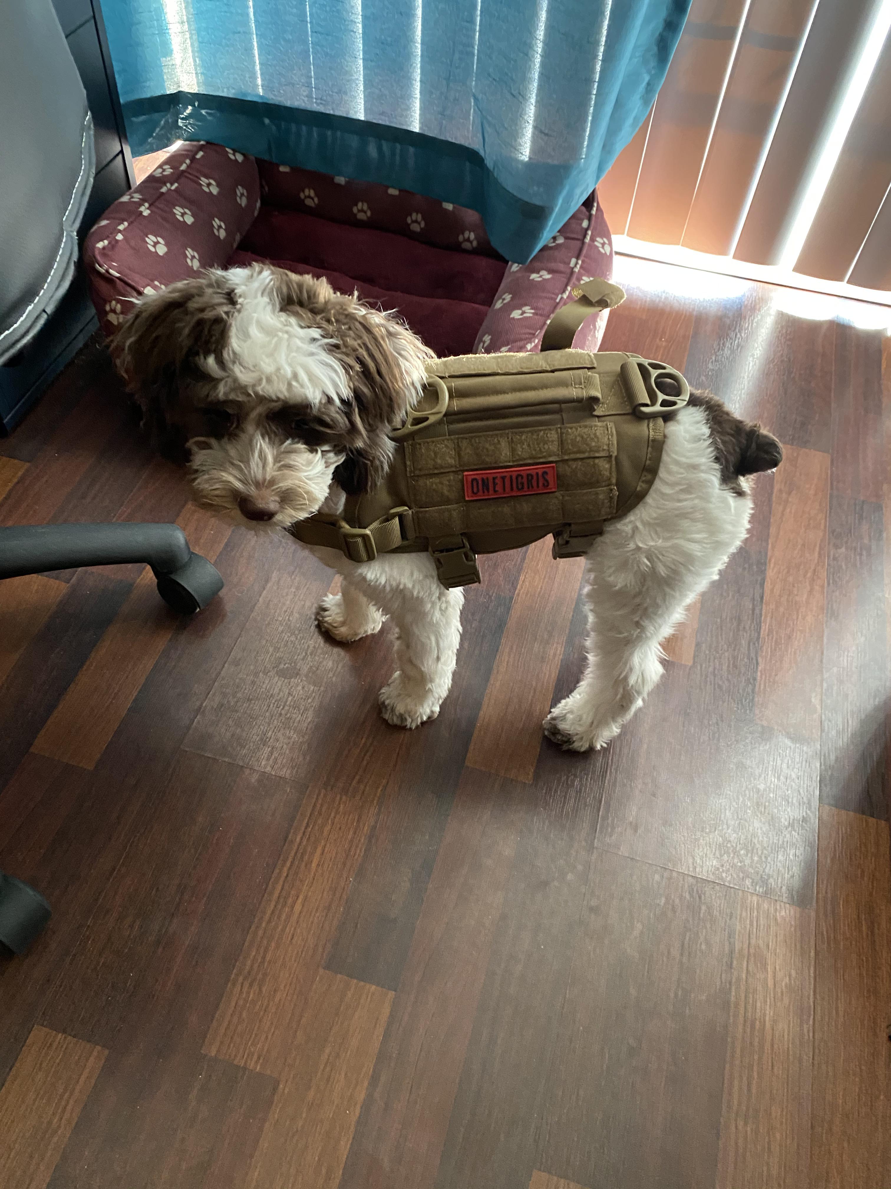 Any love for a tacticool Cockapoo? | Scrolller