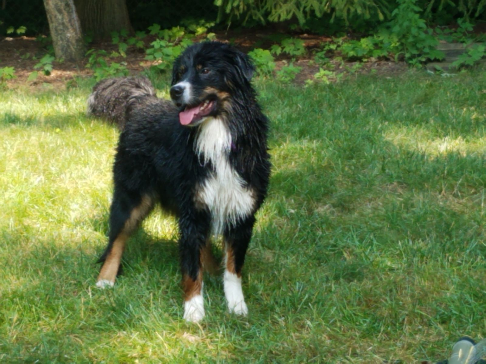 Any love for half-breeds here? | Scrolller