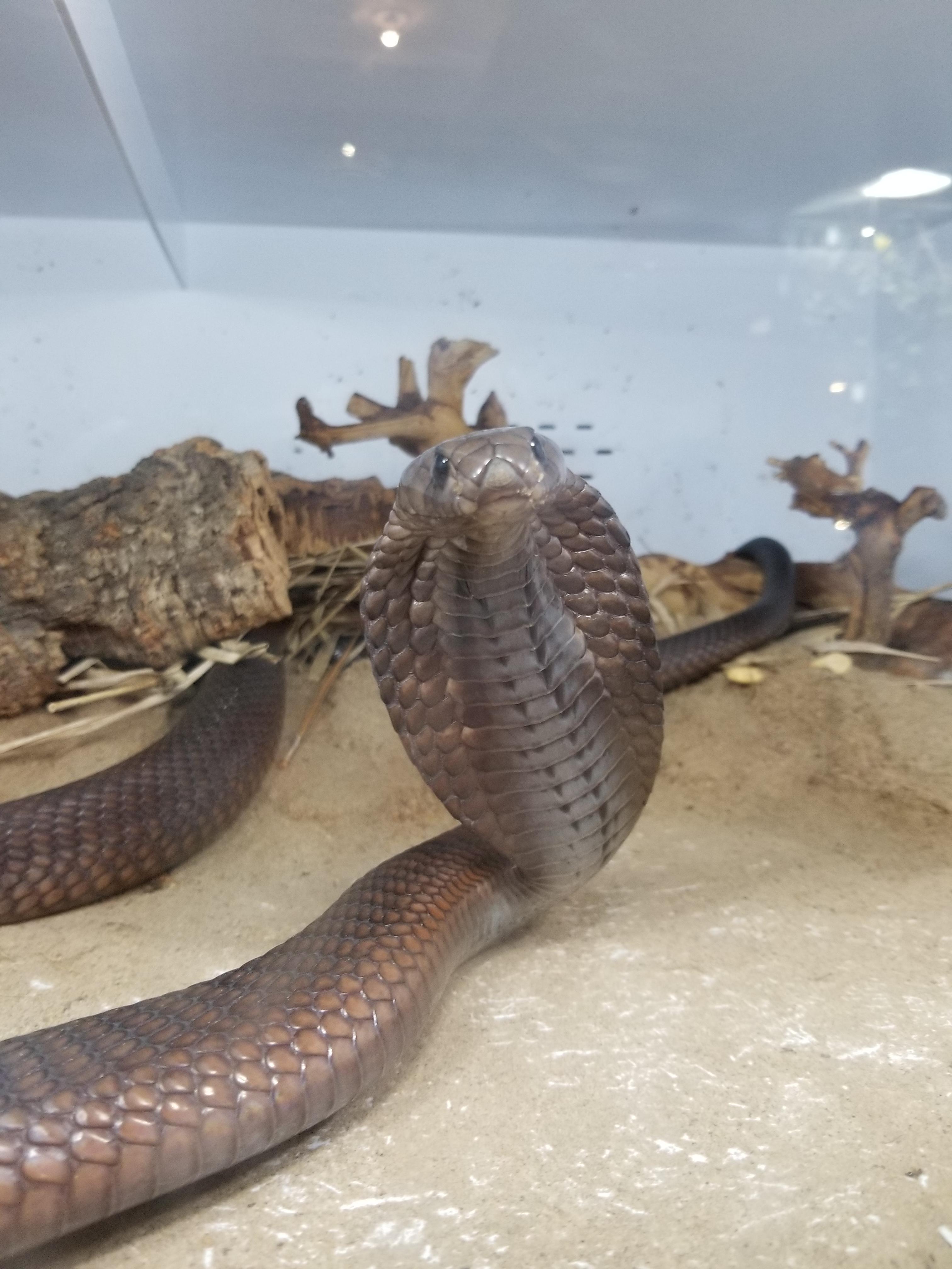 Any love for the Ethiopian Cobra?! | Scrolller