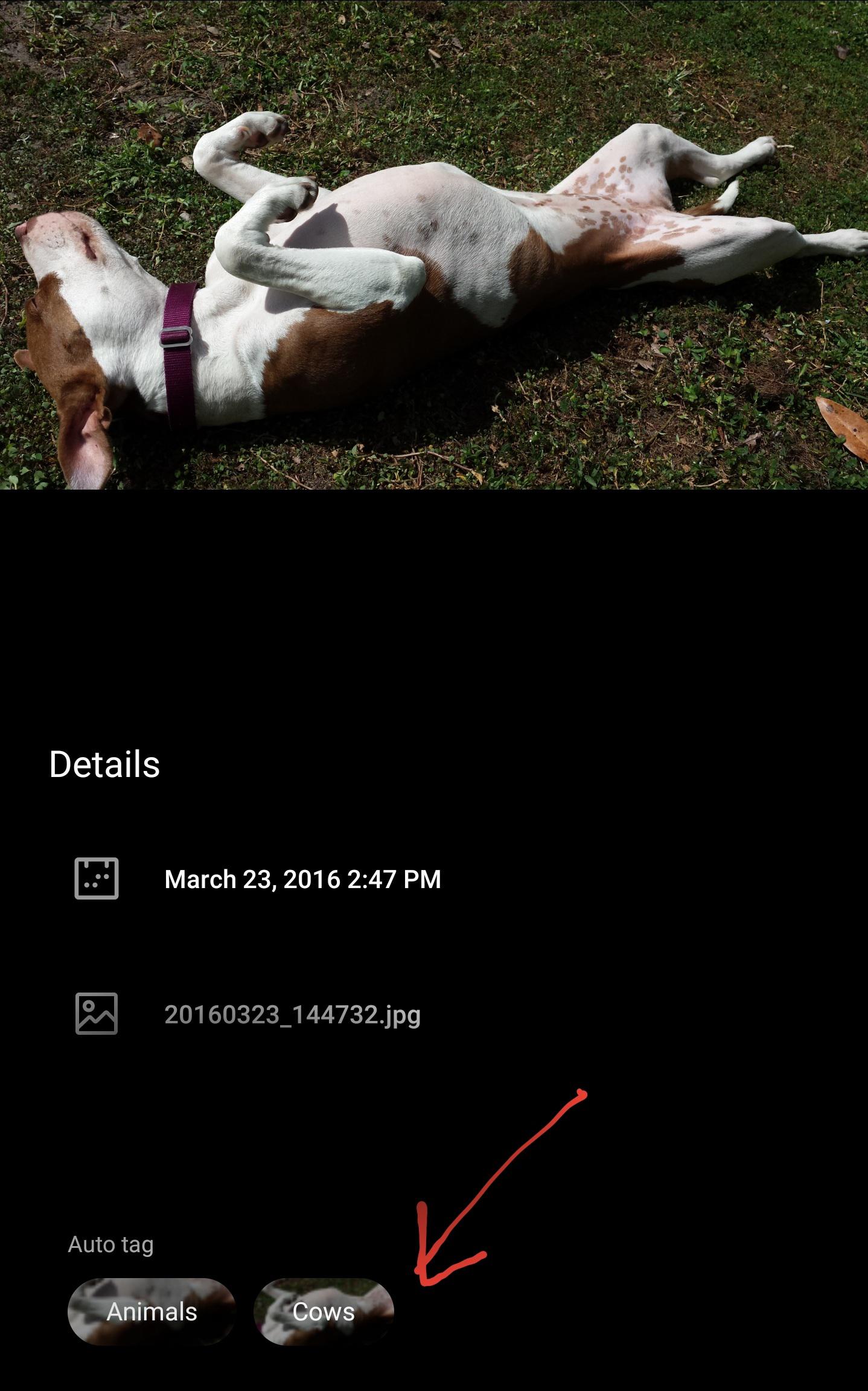 Anybody else's cow like to lay in the sun and work up a stink? | Scrolller