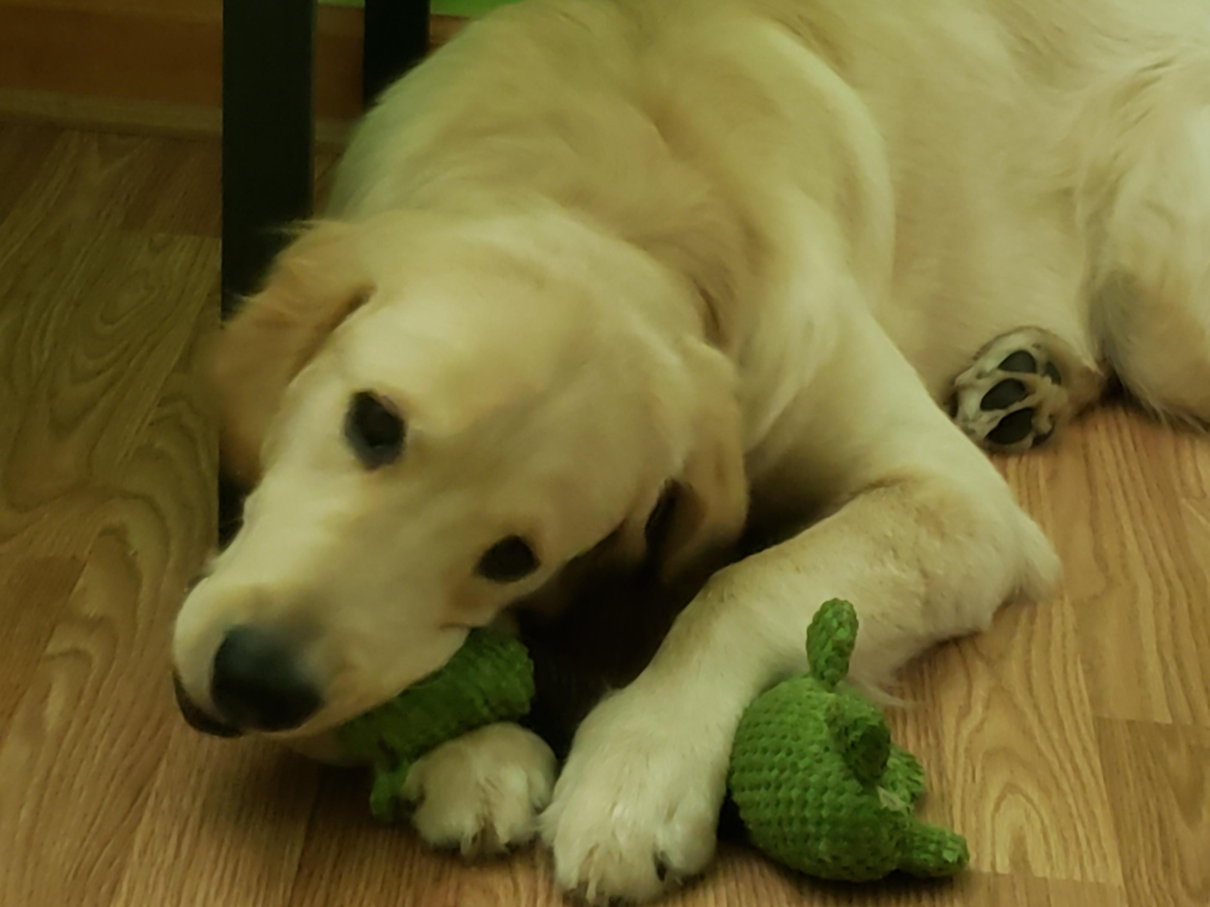 Apex predator | Scrolller