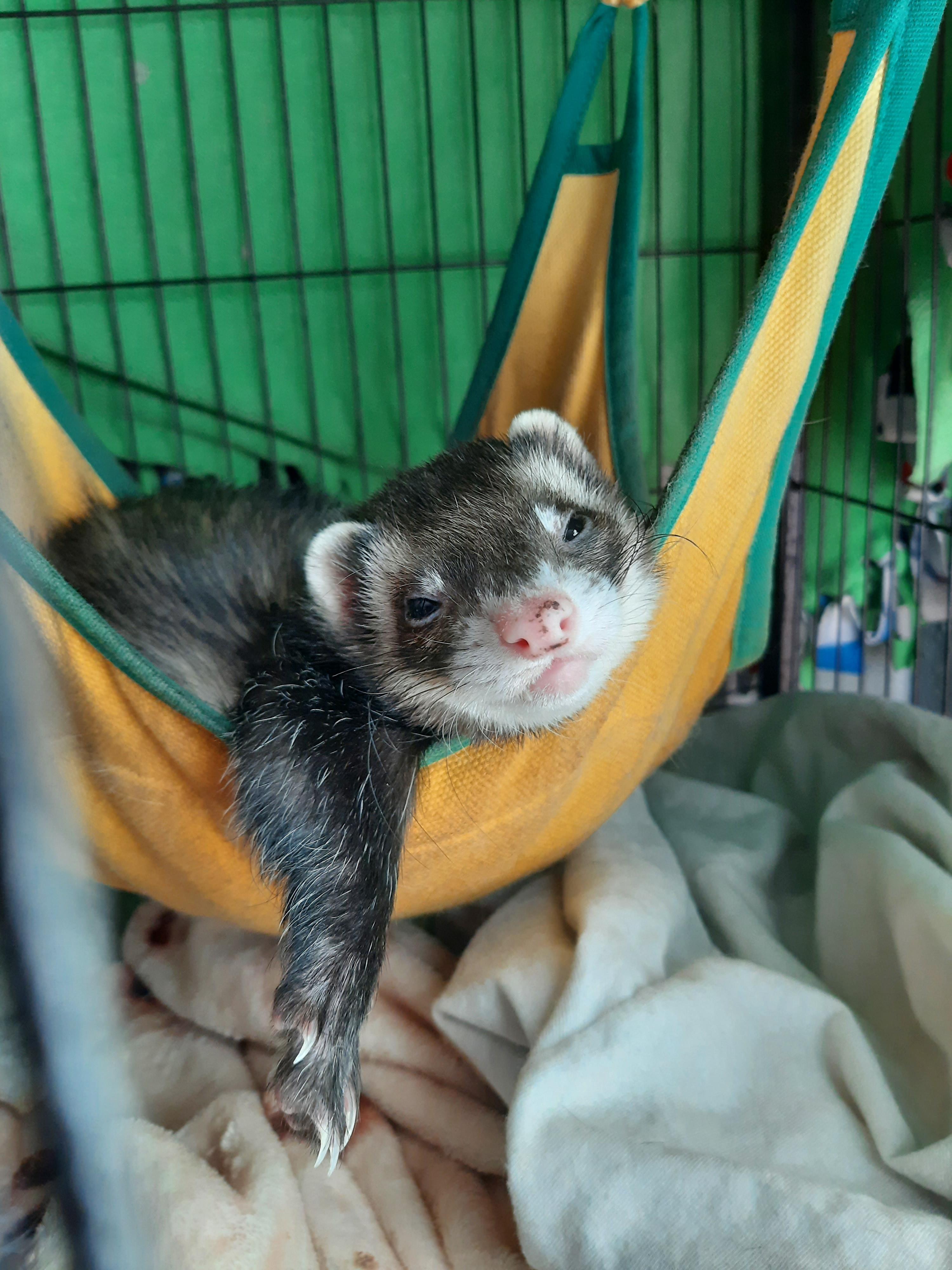 Apollo lounging around | Scrolller