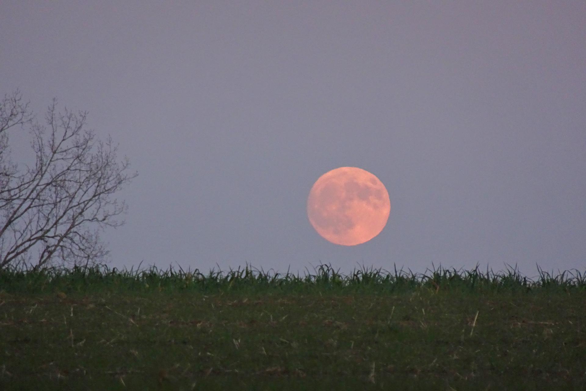 Apricot Super Moon | Scrolller