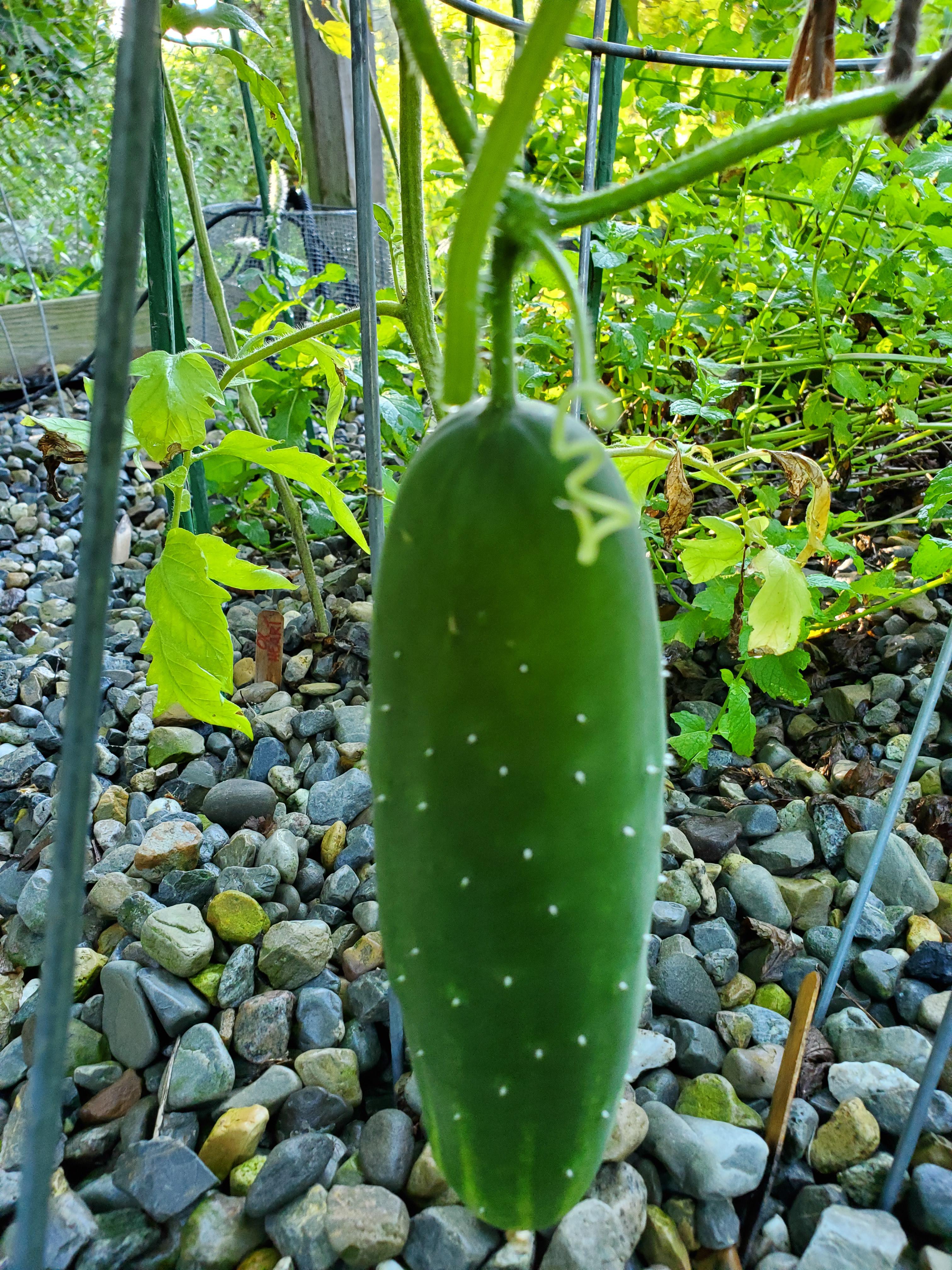 Aquaponic Cucumber | Scrolller