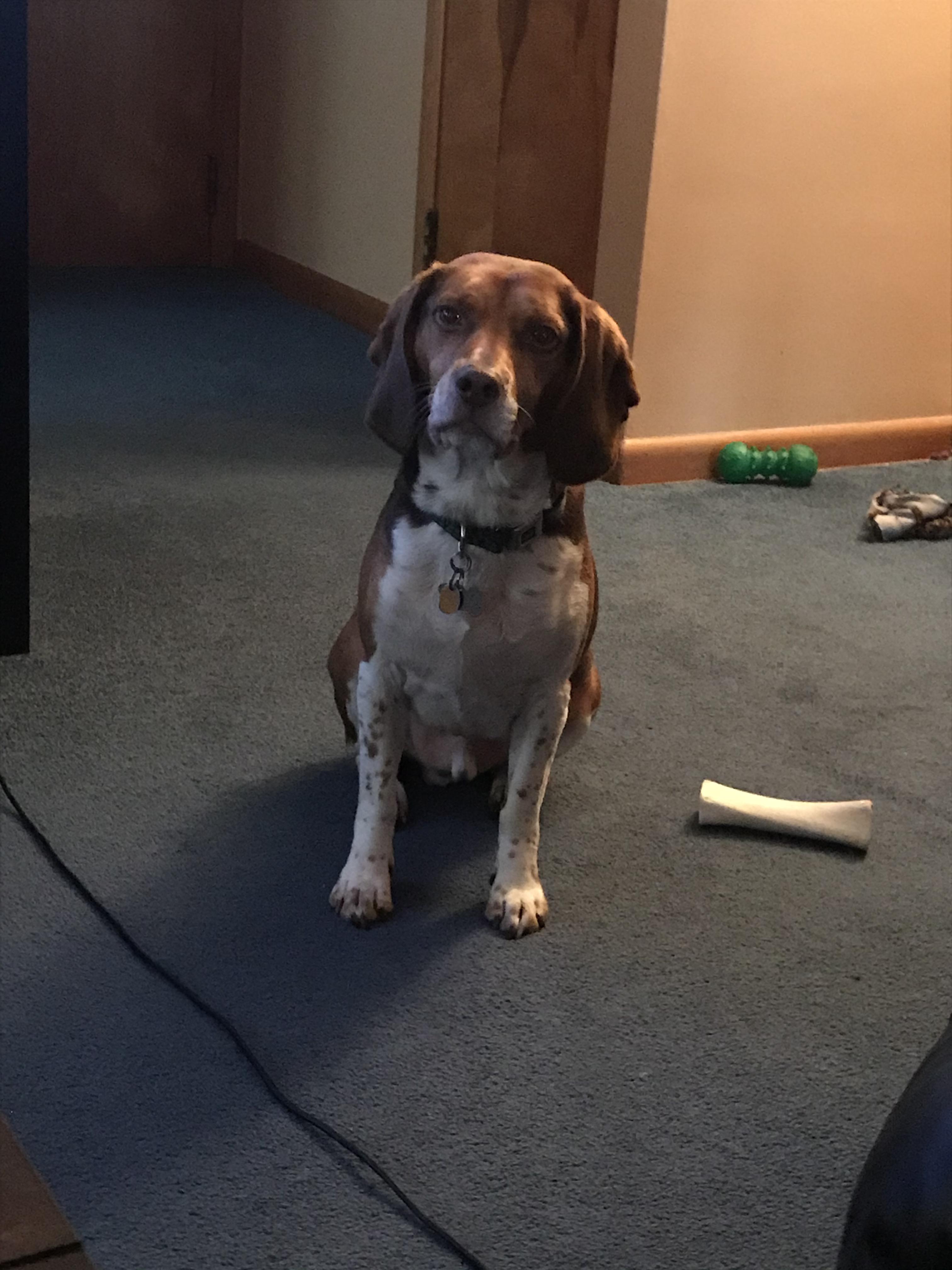 Archer, the regal beagle :D | Scrolller