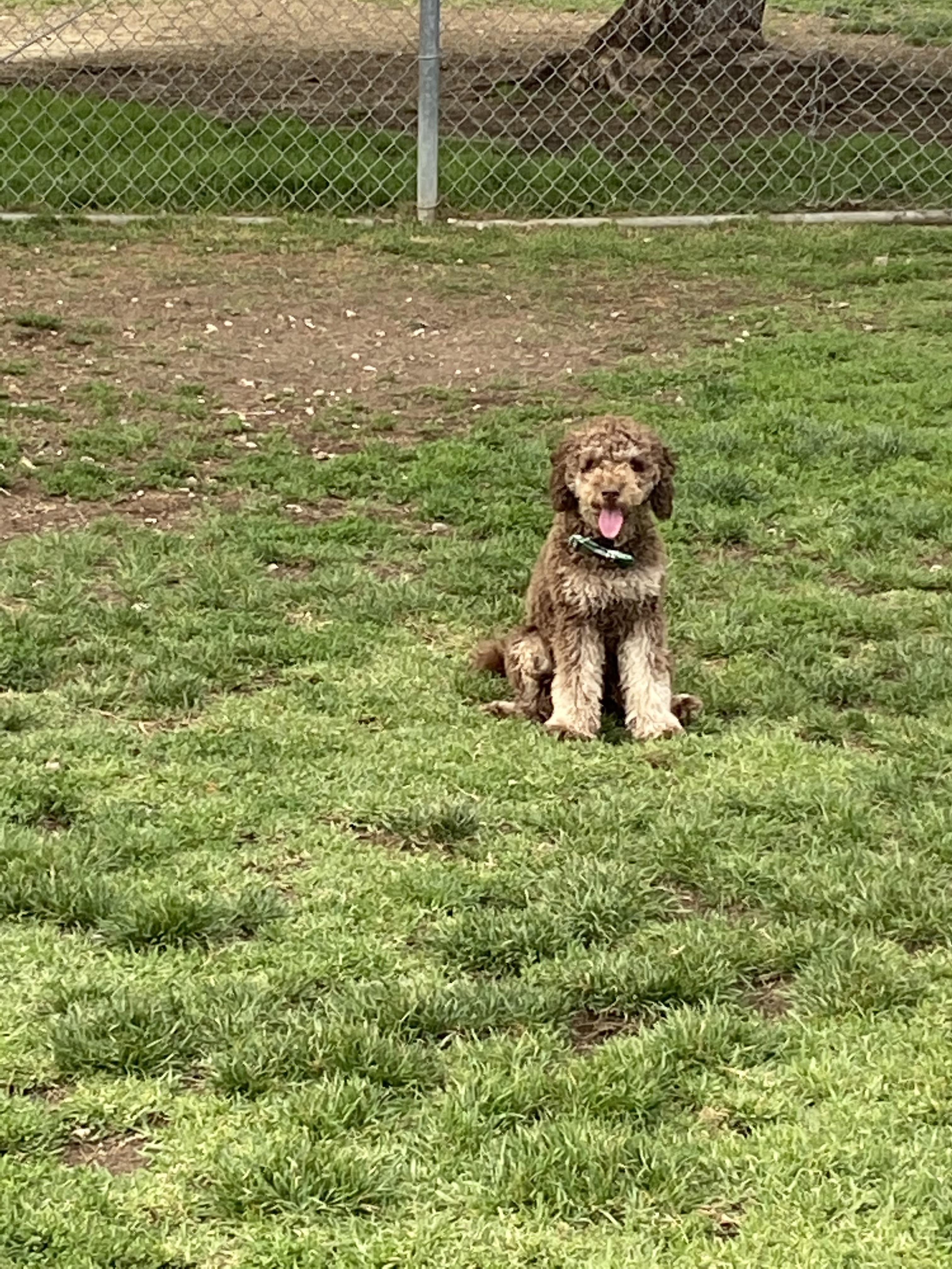 Archie at the dog park. Every once in a while he sits and looks at me like this. I melt. | Scrolller