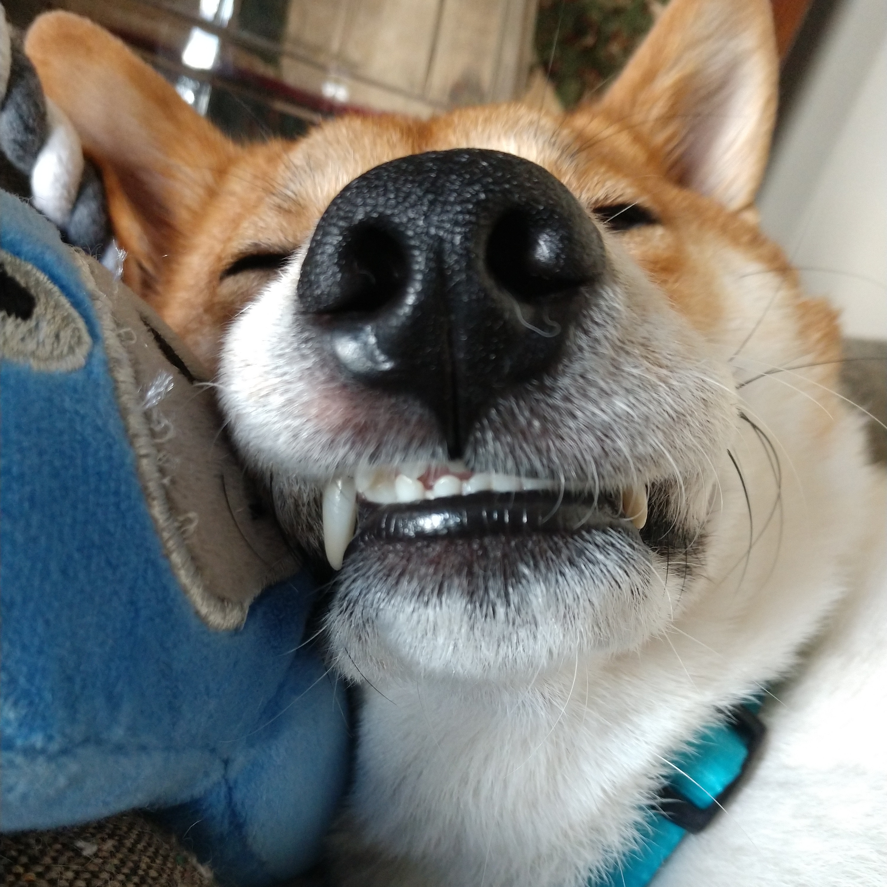 Archie smiles in his sleep | Scrolller