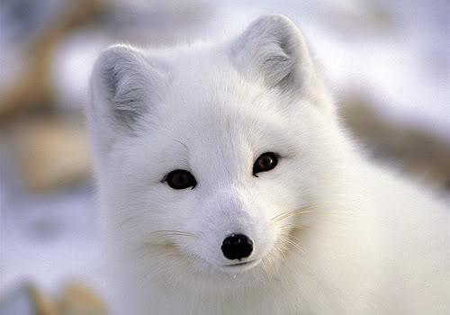 Arctic foxxy | Scrolller