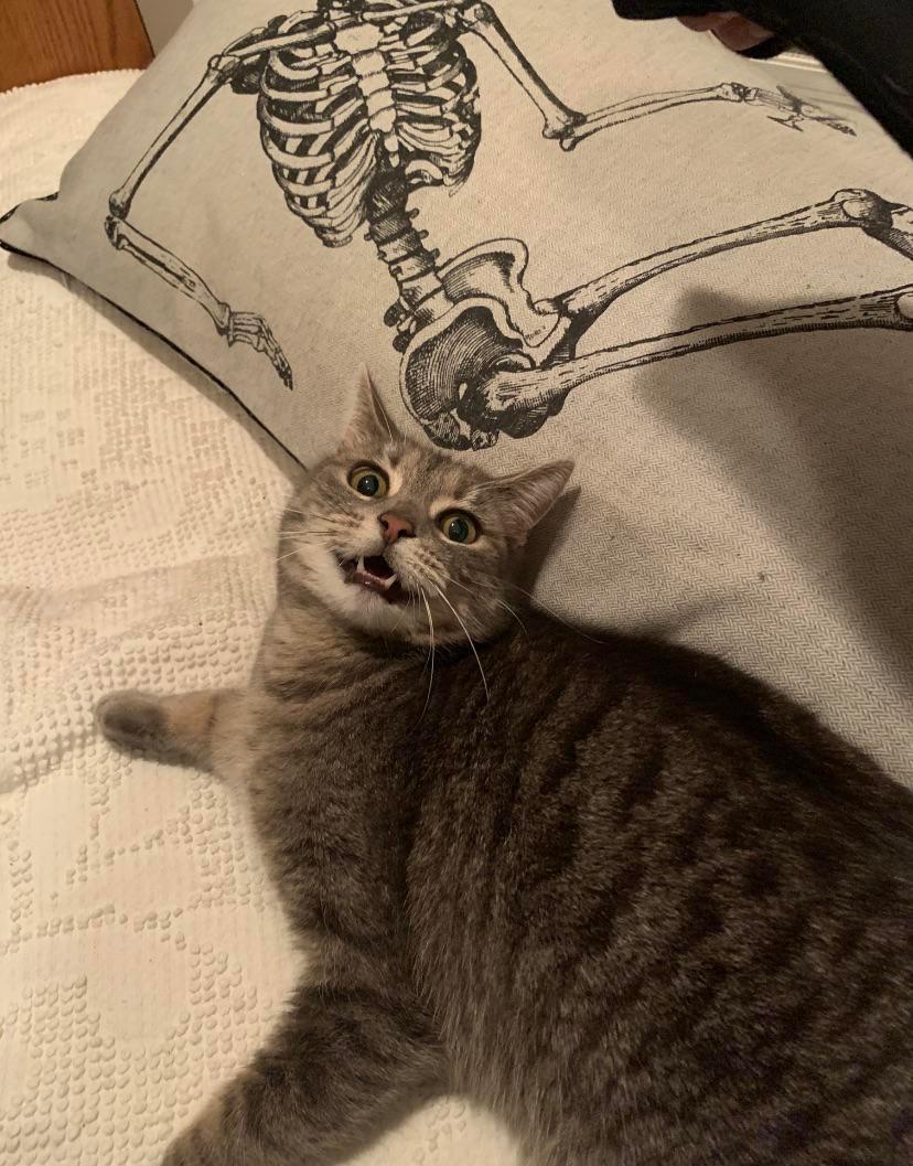 Are extremely startled cats allowed here? | Scrolller