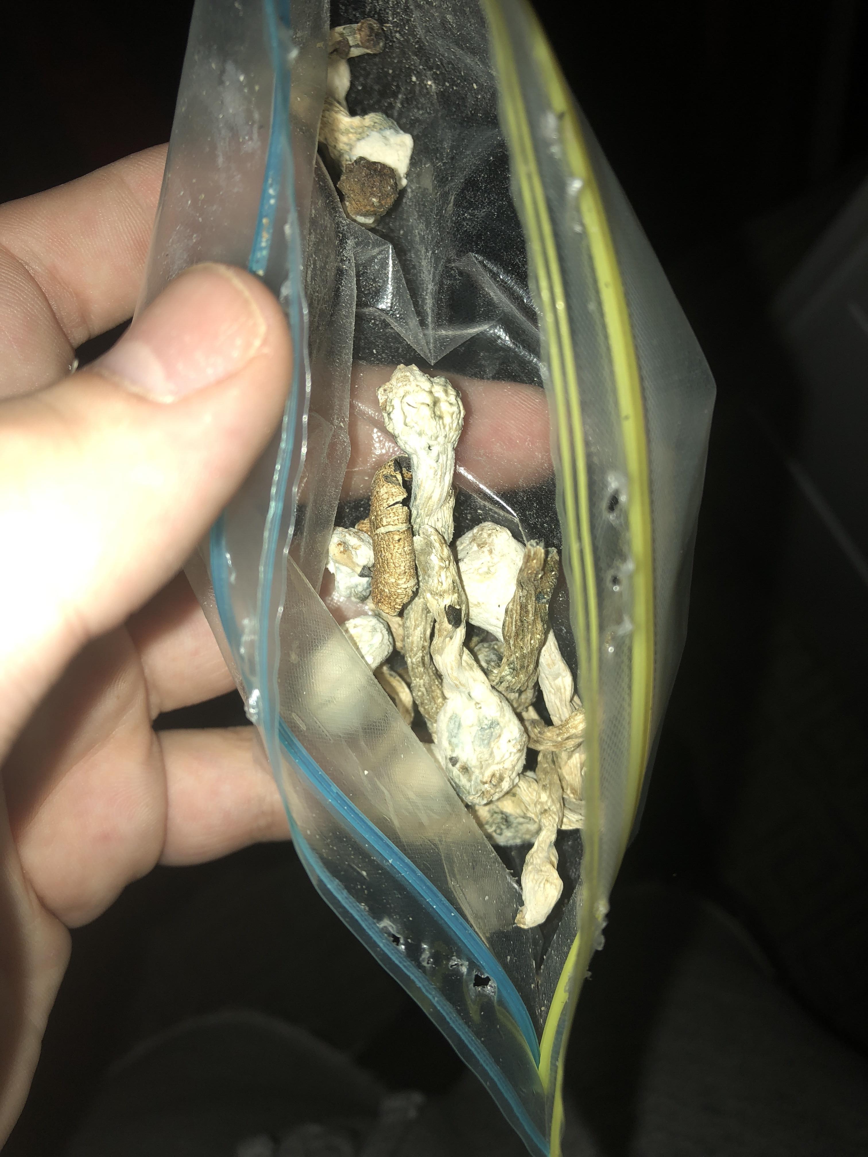 Are these shrooms | Scrolller