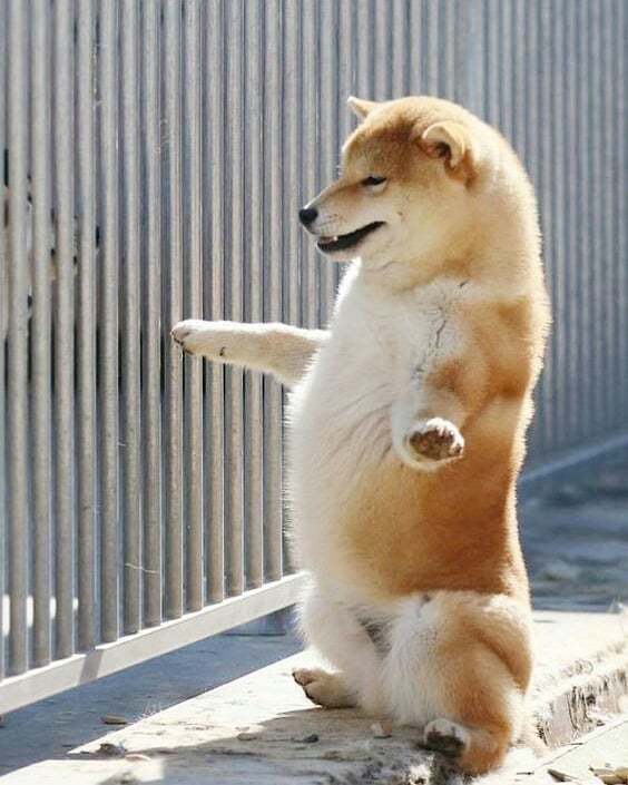 Discover more like Shiba: Artistic shibe and Related Content | Scrolller