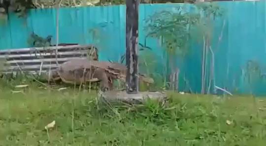 Asian water monitor hunts feral cat | Scrolller