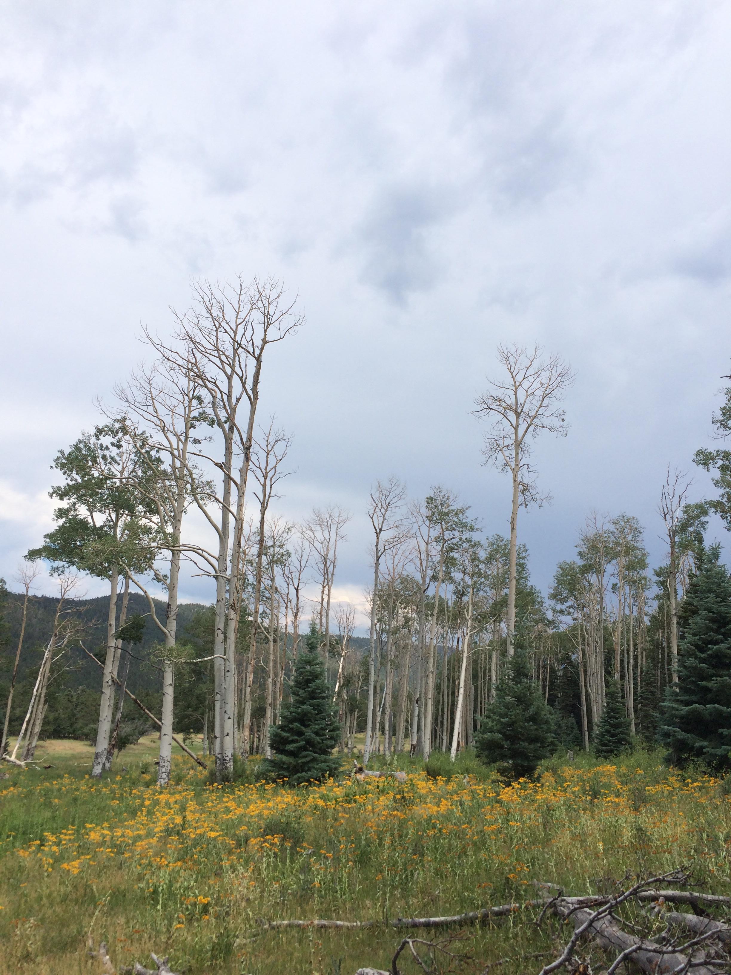 Aspens at Miranda. | Scrolller