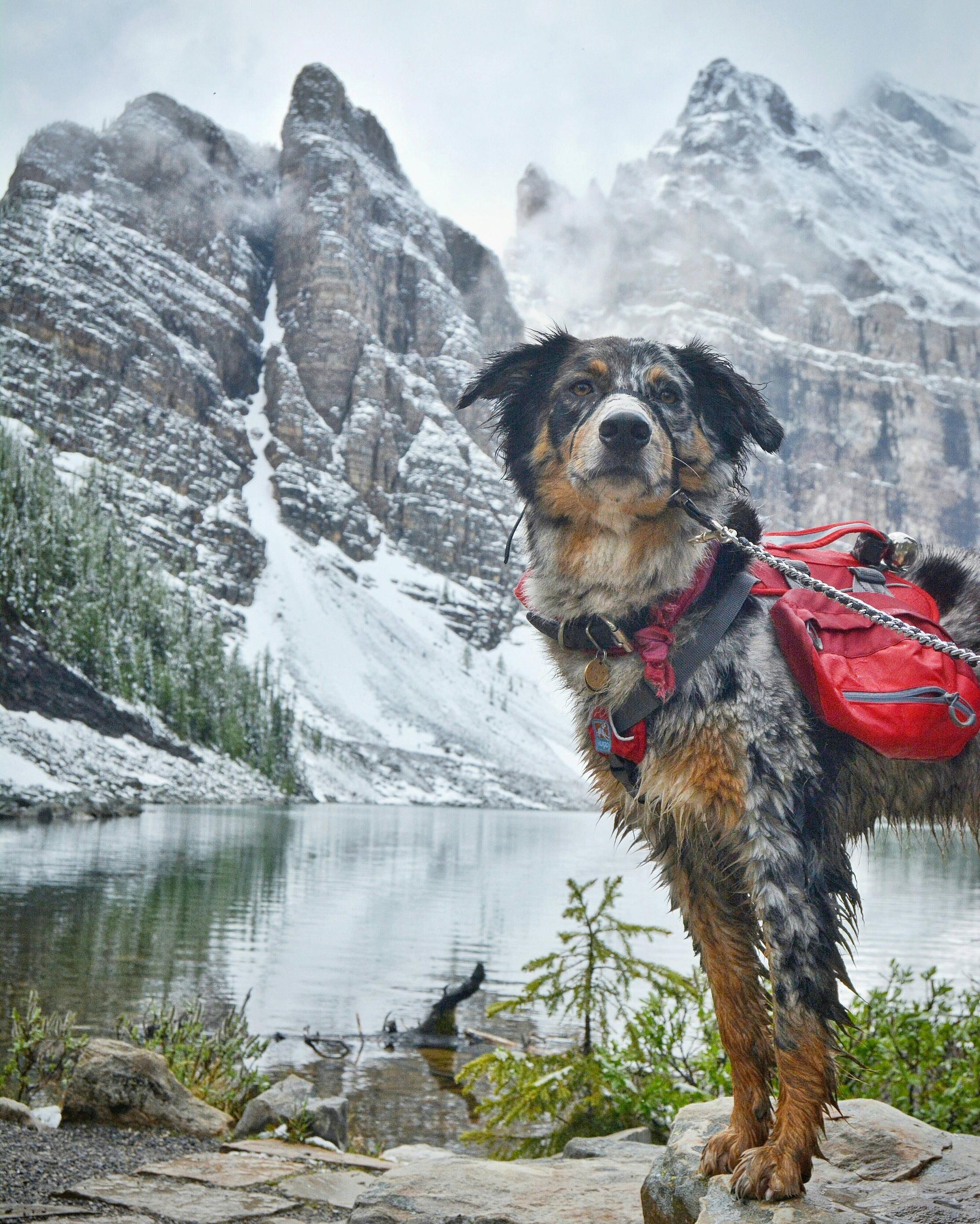 Atlas the adventure dog. X-post from /r/aww | Scrolller