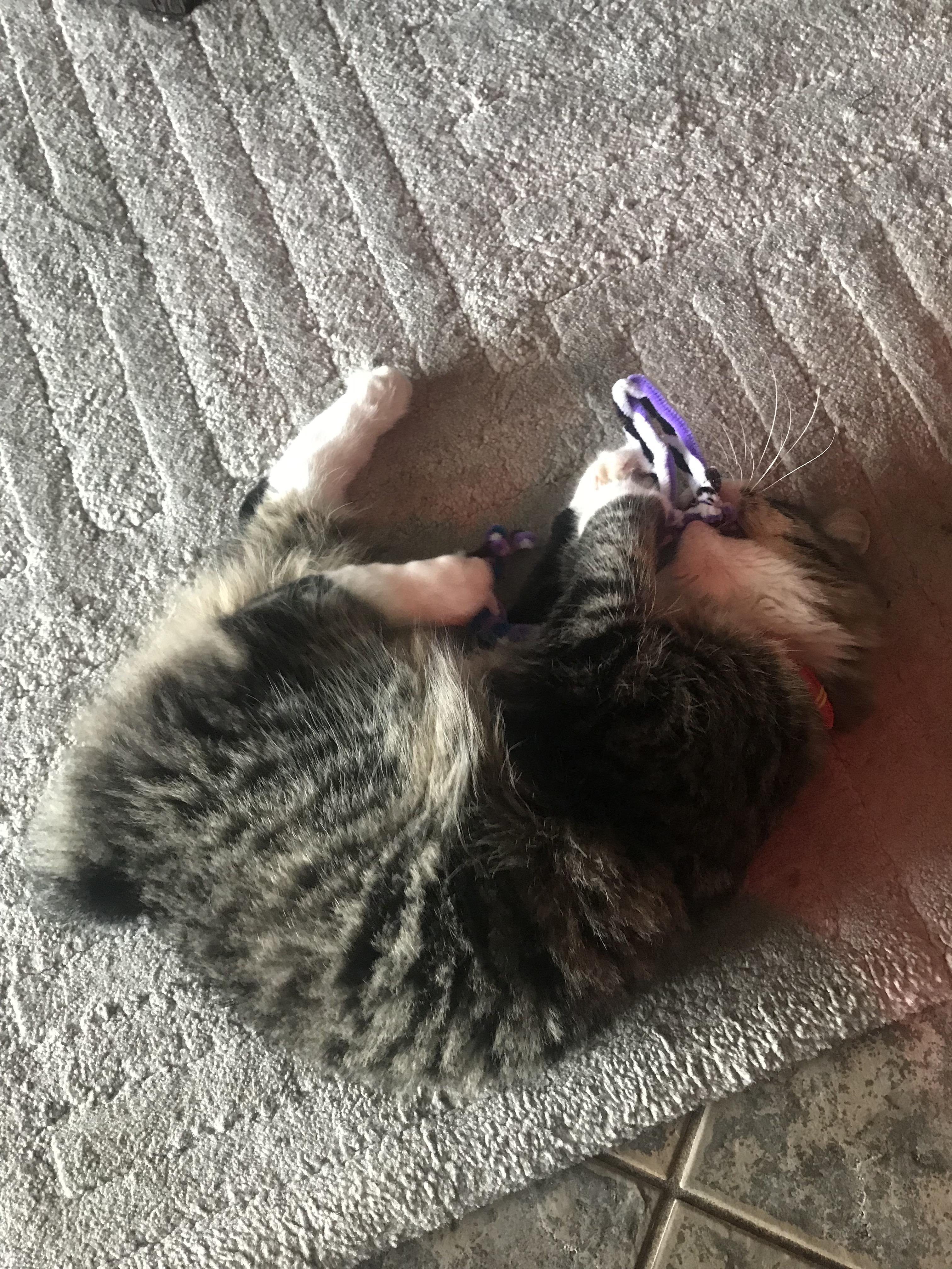 Attack mode Manx | Scrolller