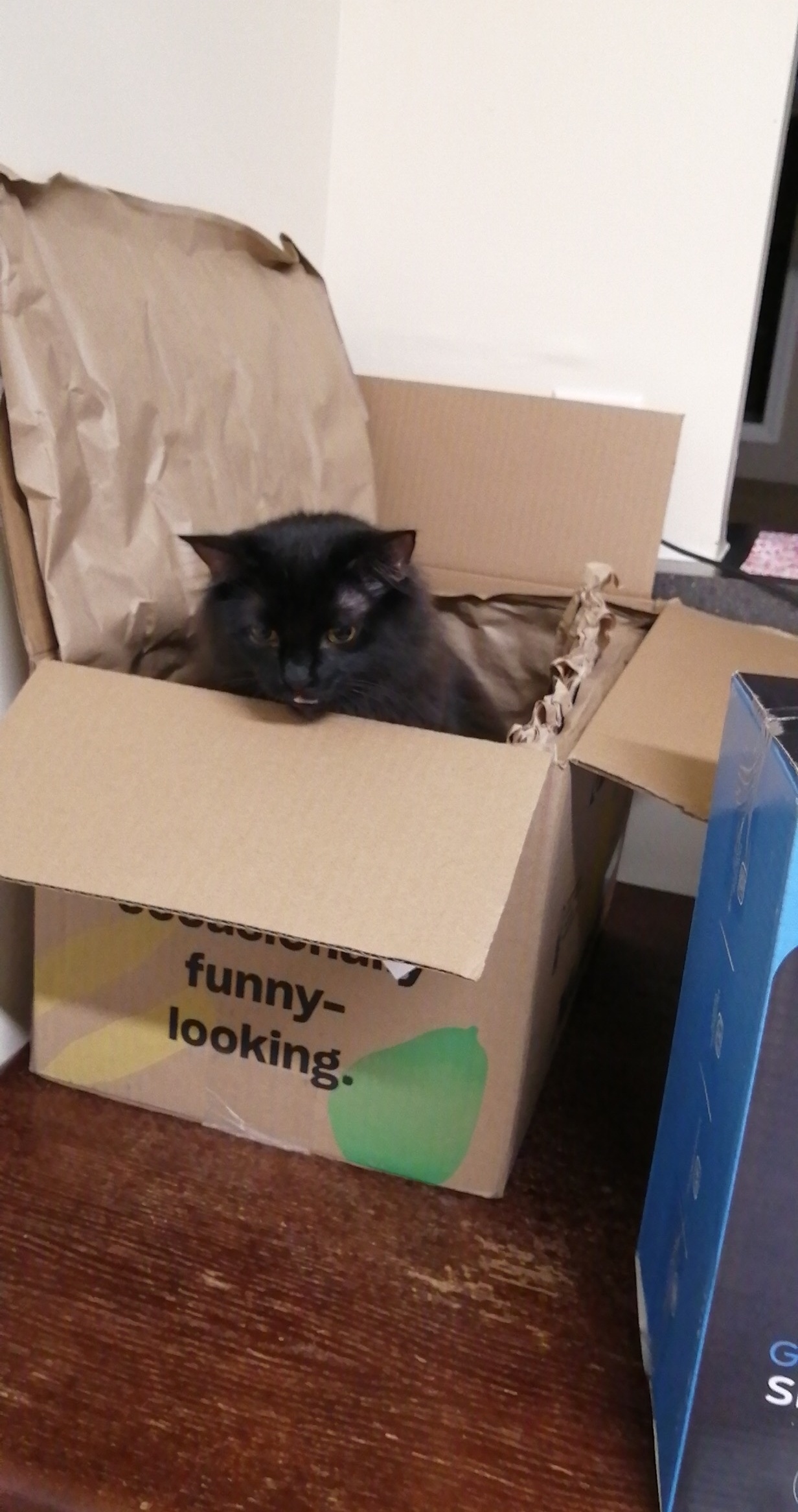 Atticus doesn't always look like this, but the box was accurate this time. | Scrolller