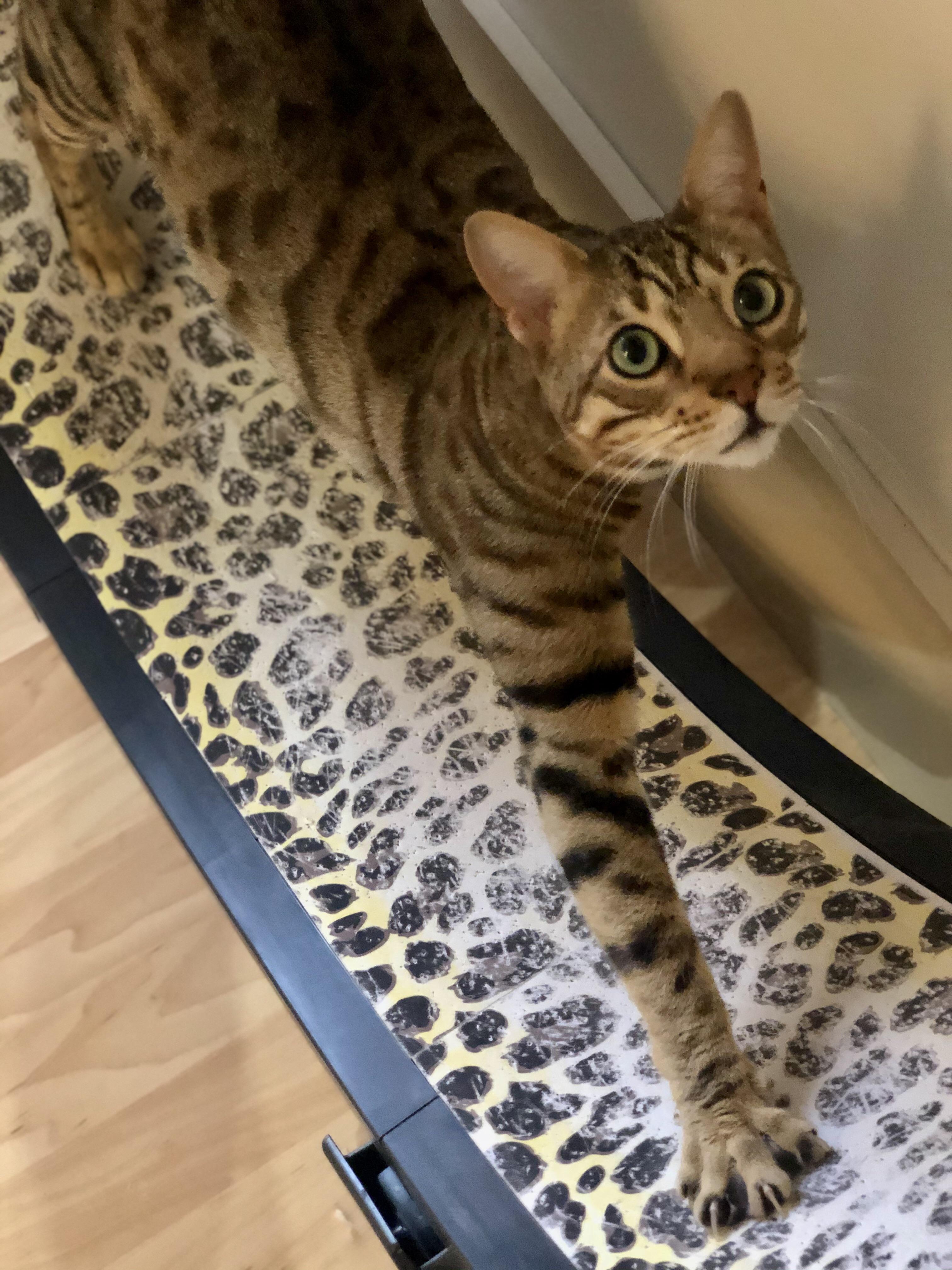 Atticus offers one murder mitten 😻 | Scrolller