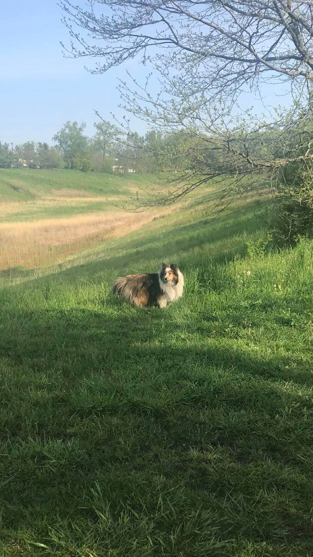 Auditioning for the role of mini Lassie | Scrolller