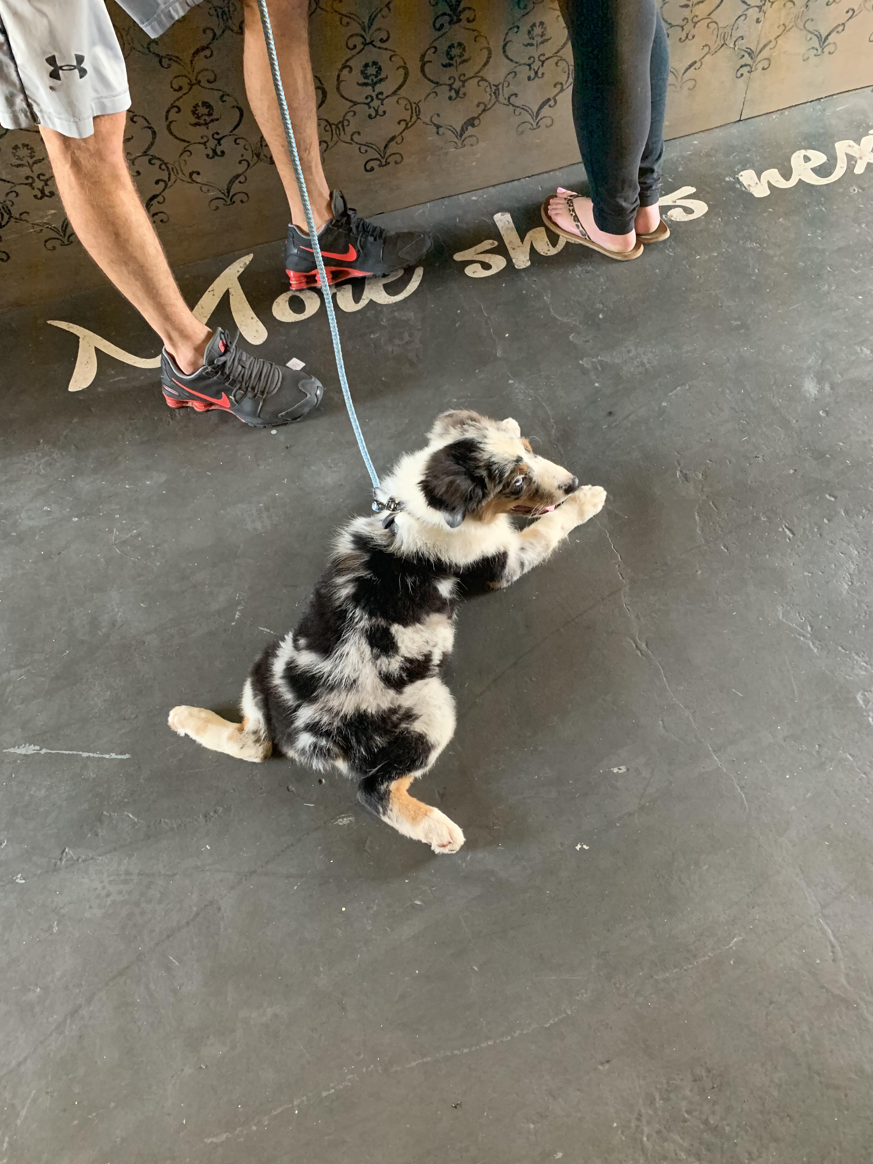 Aussie sploot | Scrolller