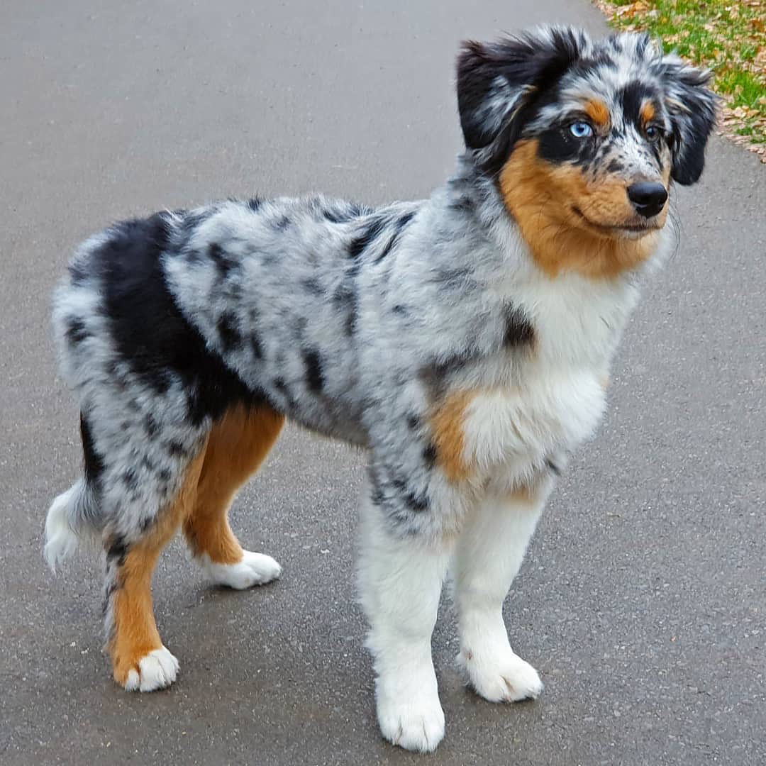 Australian shepherds are gorgeous, and Maya is no exception. | Scrolller