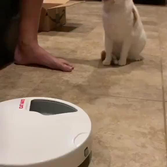 Automatic feeder | Scrolller