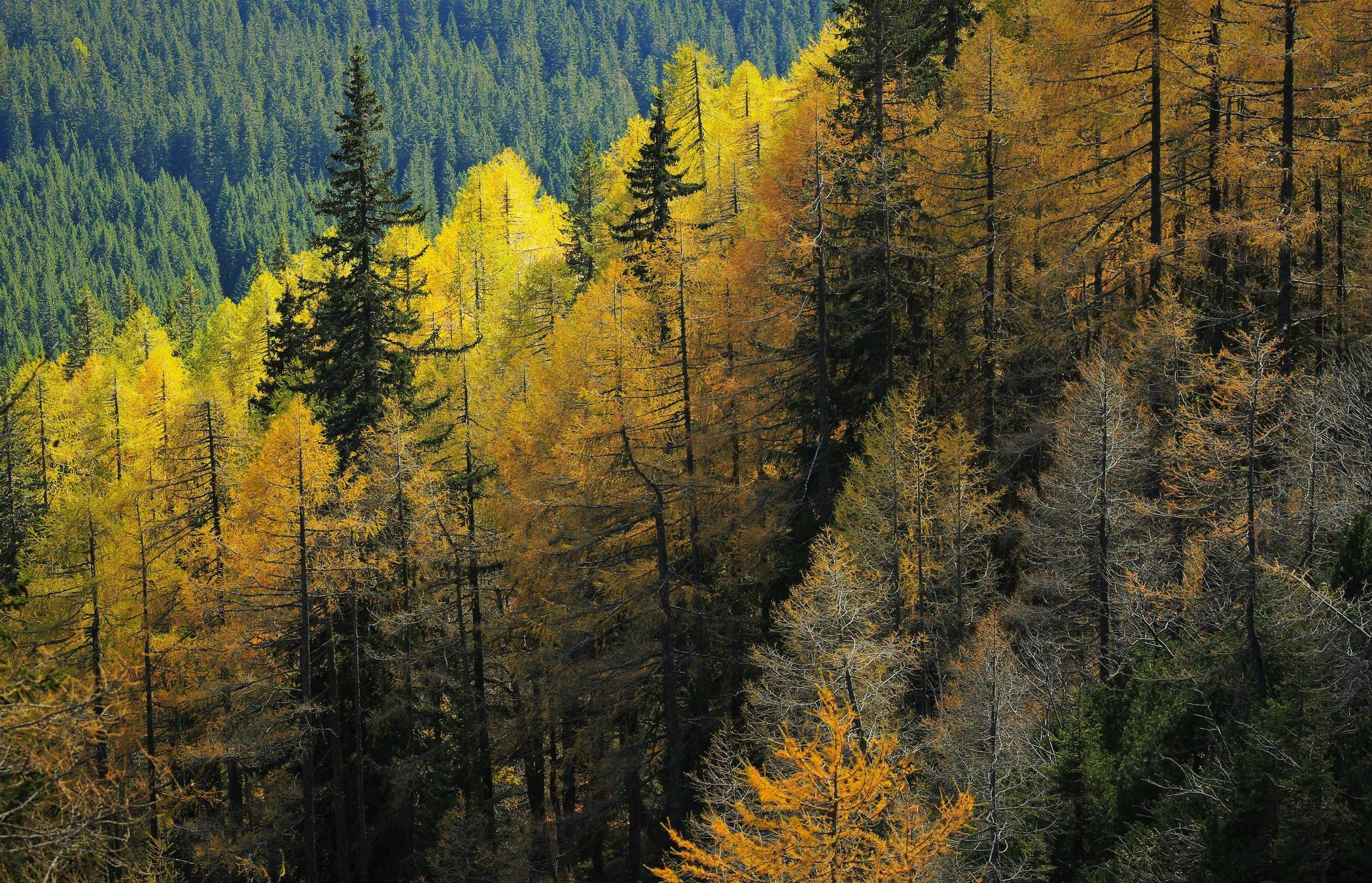 Autumn colours in coniferous forest of Pokljuka, Julian Alps [OC] [2097x1350] | Scrolller