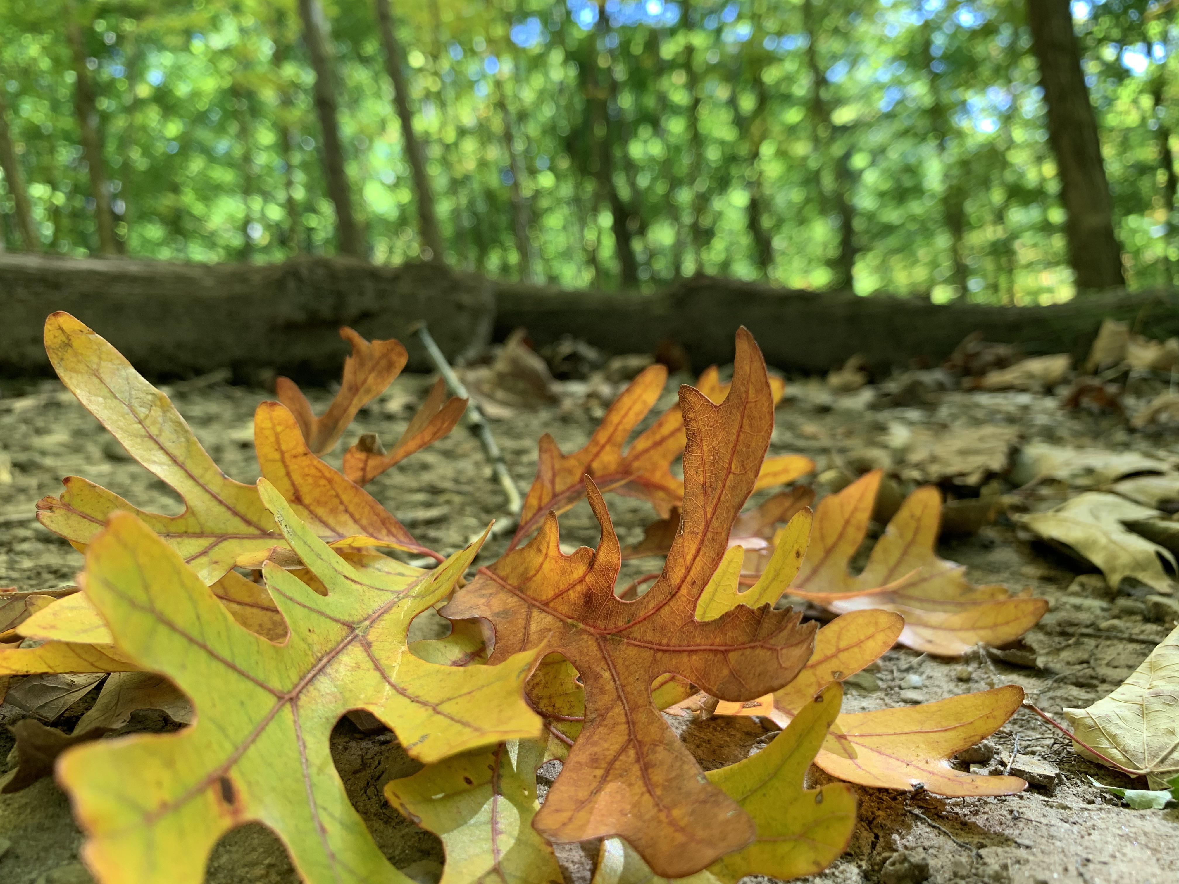 Autumn in the forest | Scrolller