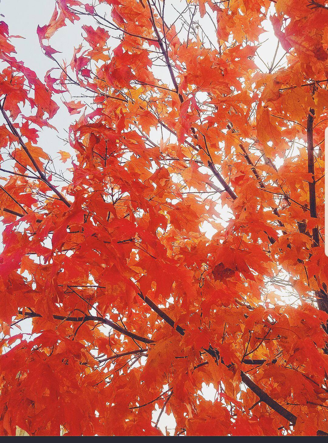 Autumn Leaves | Scrolller