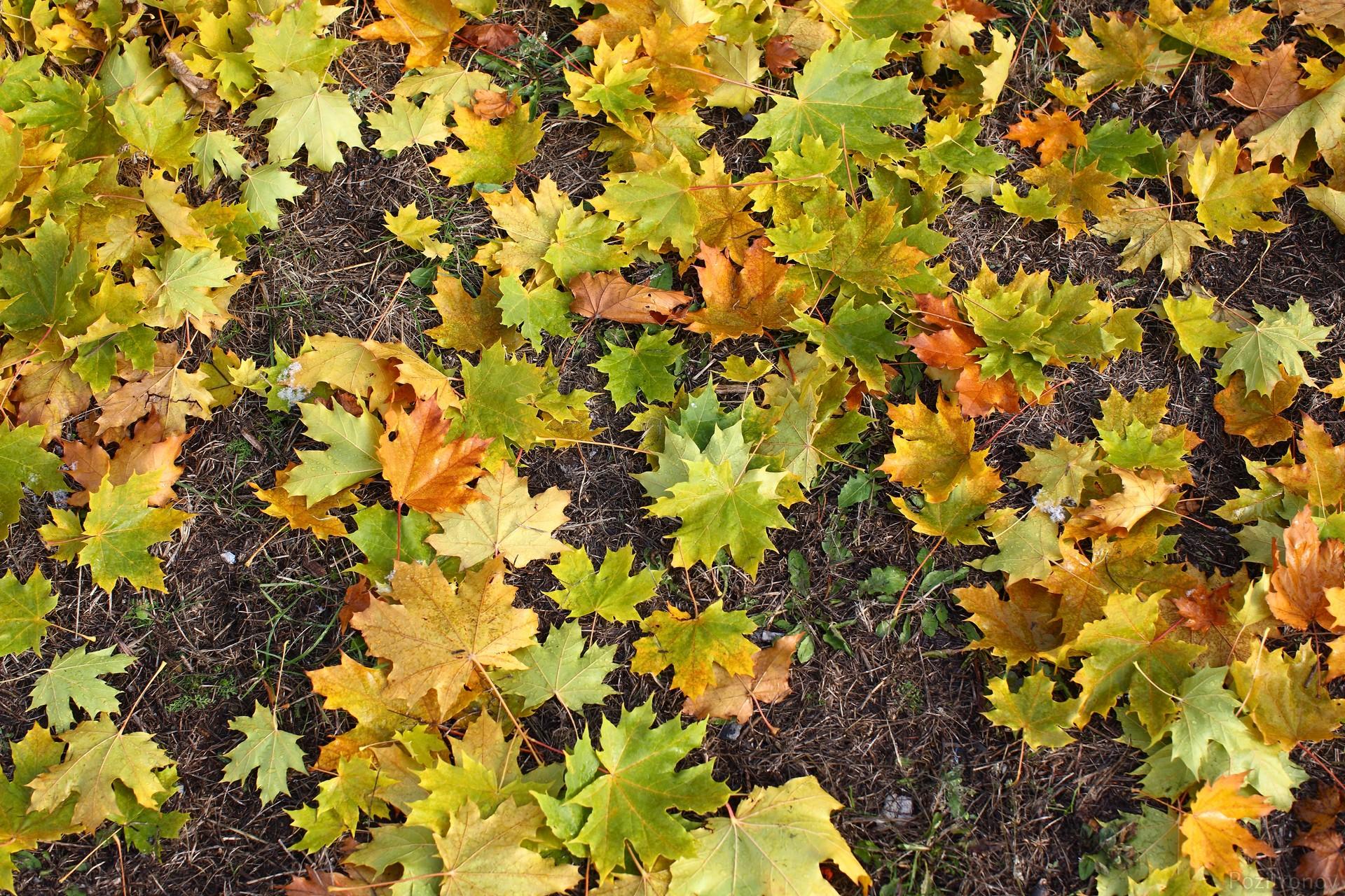 Autumn leaves of maple in Russia [1920x1280][OC] | Scrolller