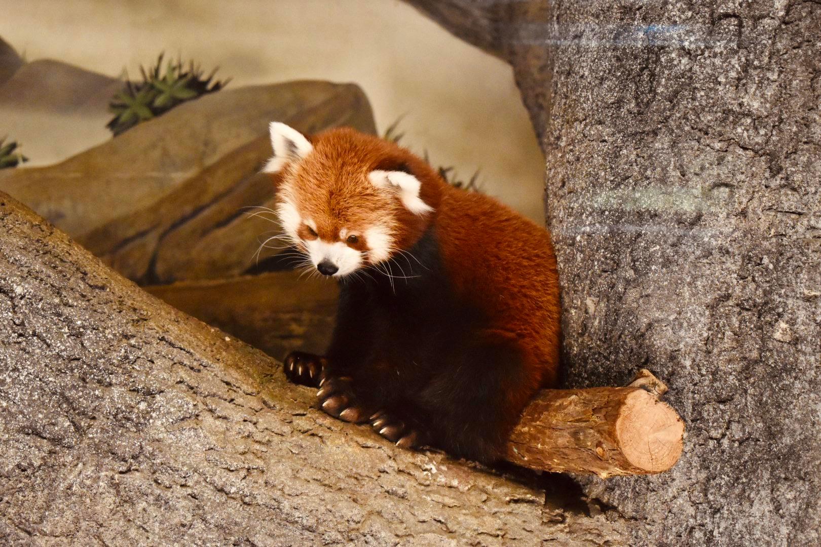 Avi the red panda at the Chattanooga zoo | Scrolller