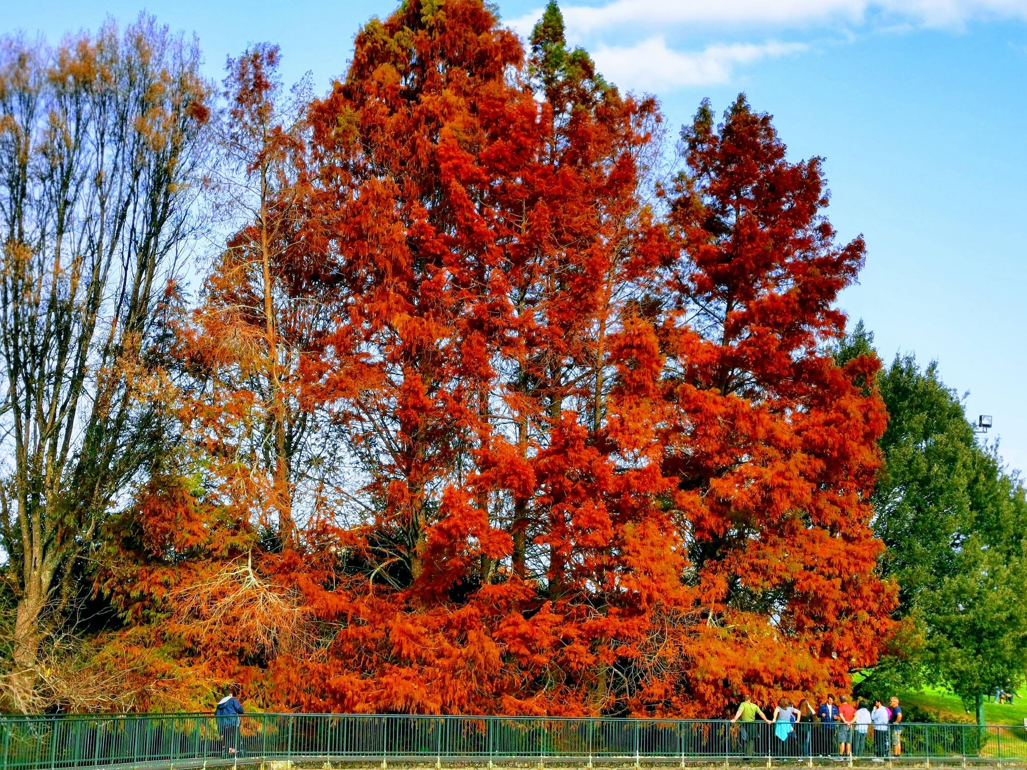 Awesome Autumn colors in NZ! | Scrolller